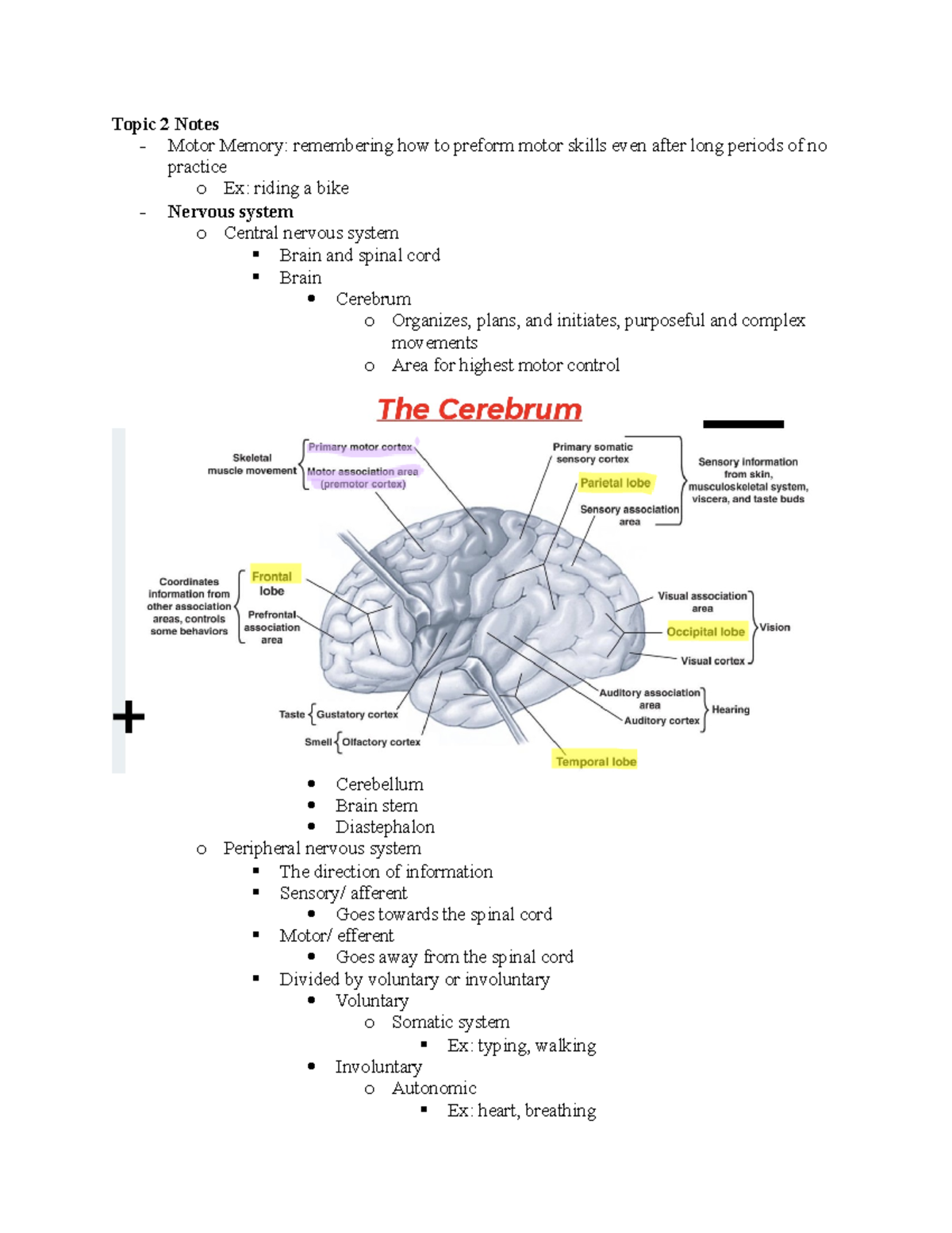 EXS 305 Topic 2 Anatomy of Movement - Topic 2 Notes - Motor Memory ...