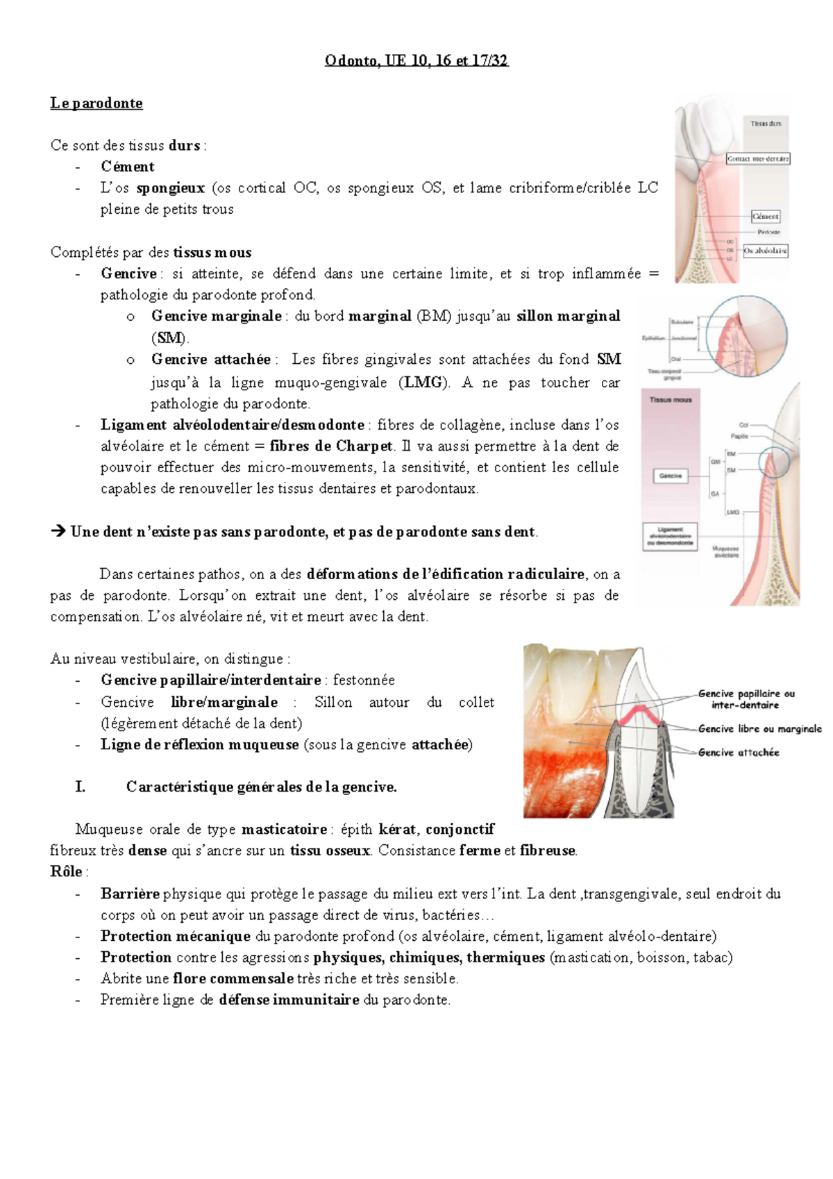 16. Le parodonte - synthèse, fiche claire et agréable a étudier ...