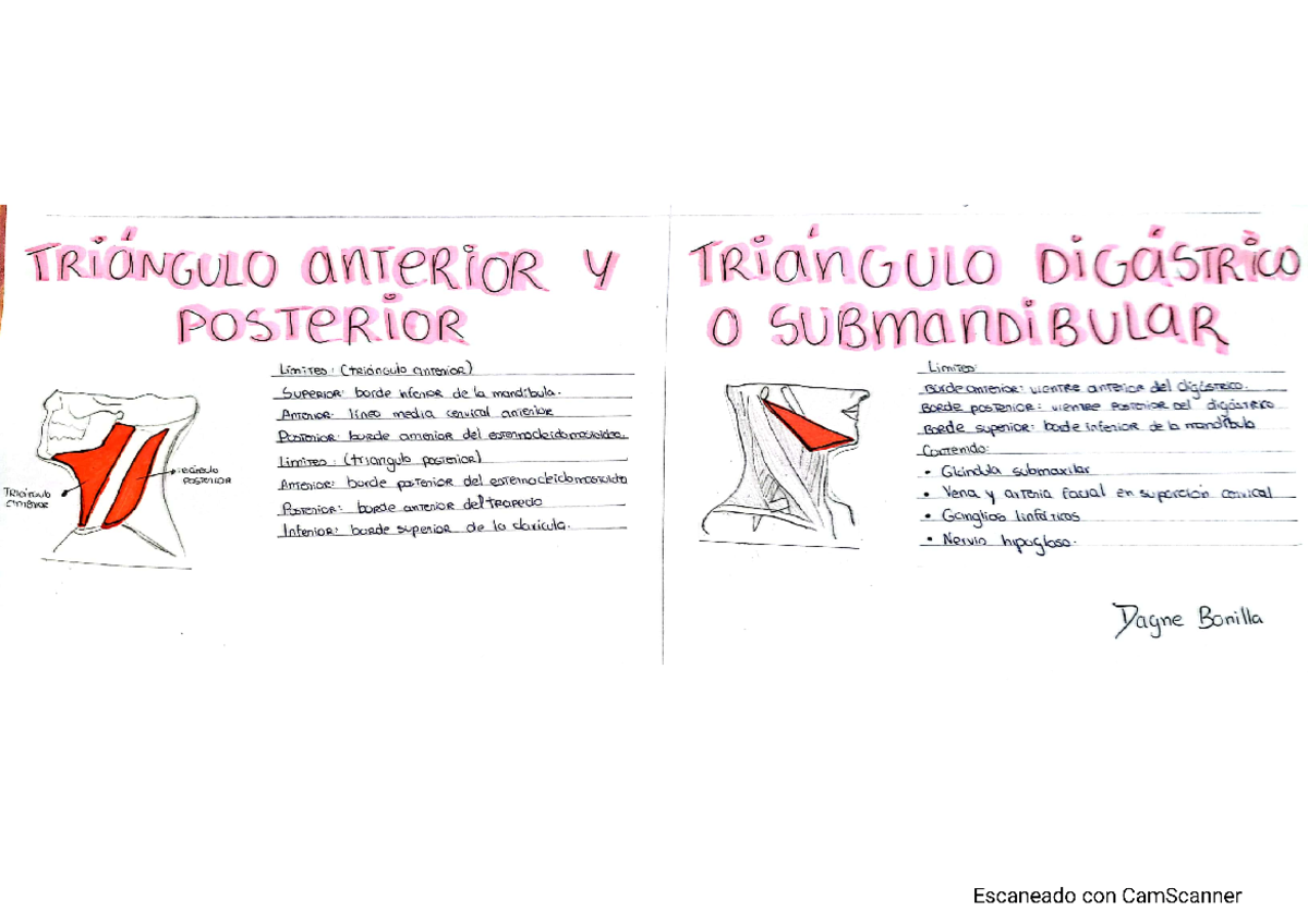 Bonilla - Triangulos del cuello - Anatomía I & II - Studocu
