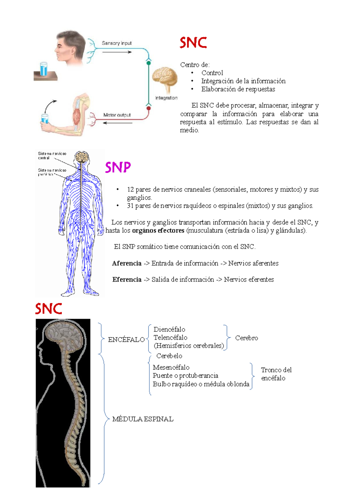 SNC y SNP - SNC Centro de: Control de la de respuestas El SNC debe procesar, almacenar, integrar ...