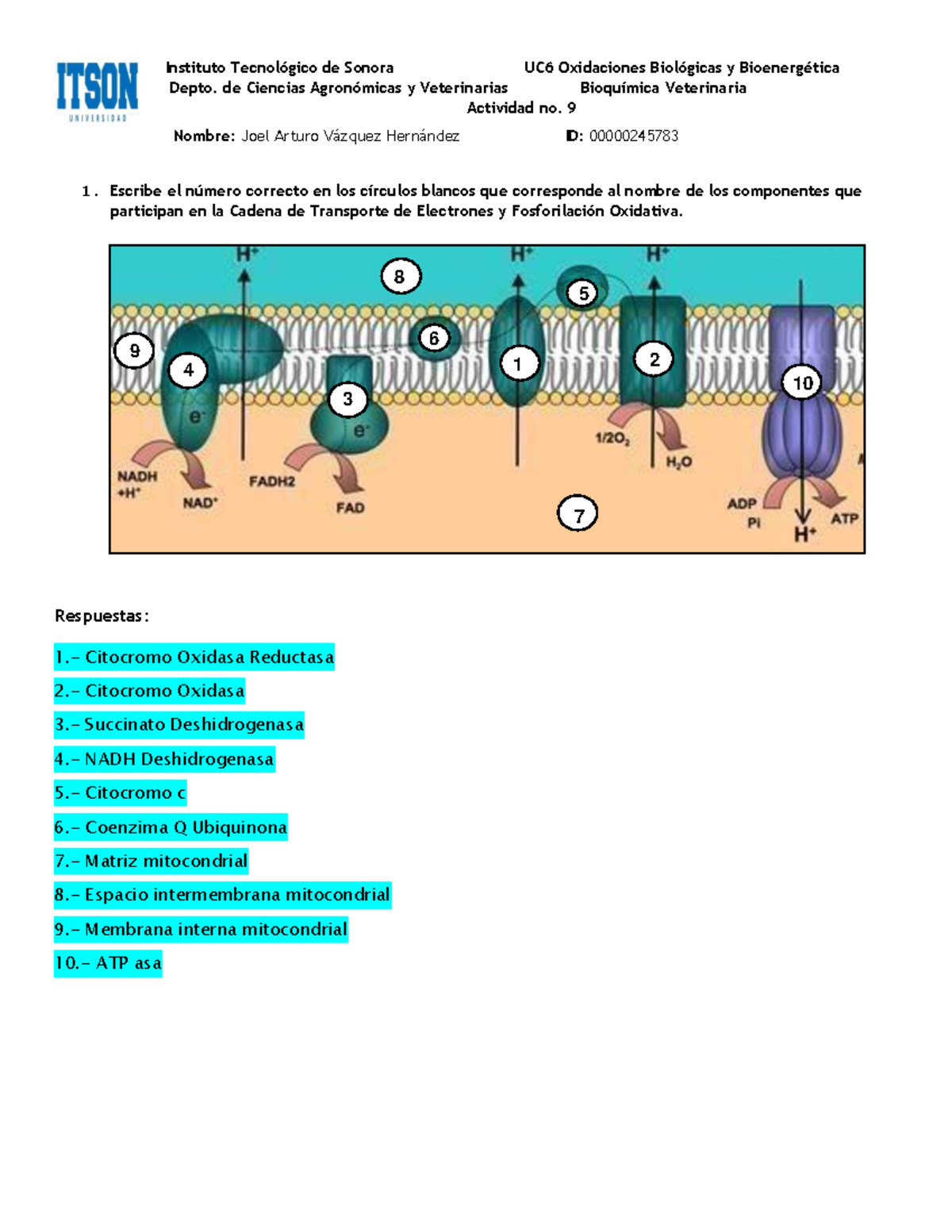 Actividad 9 - ejercicios - Instituto Tecnológico de Sonora UC6 Oxidaciones Biológicas y - Studocu