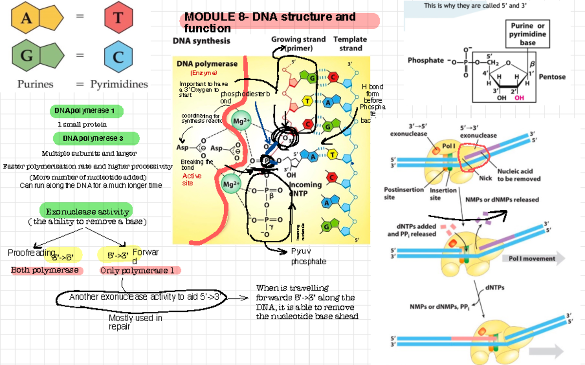 Biochem Module 8 notes - MODULE 8- DNA structure and function Incoming ...