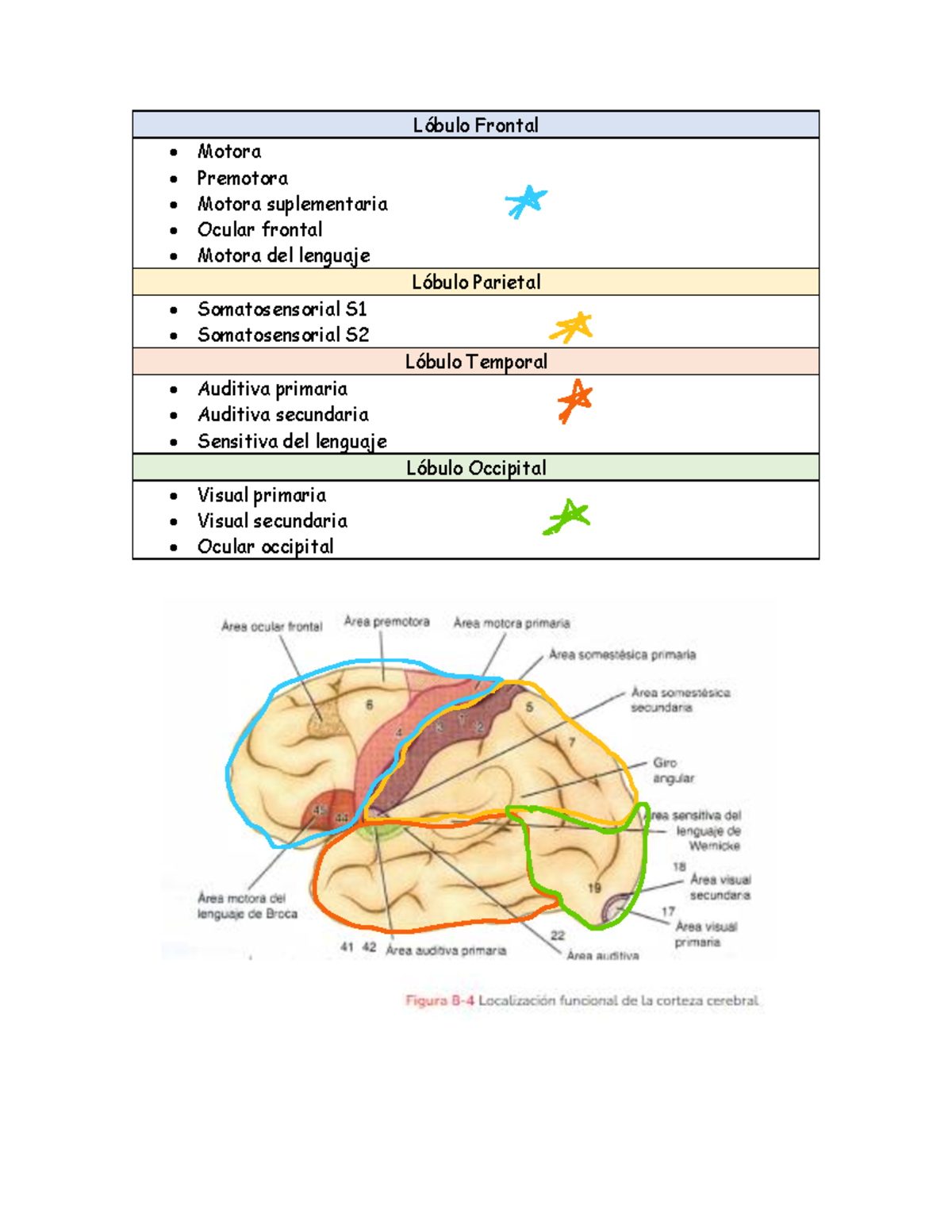 Areas - bioquímica - Lóbulo Frontal Motora Premotora Motora ...