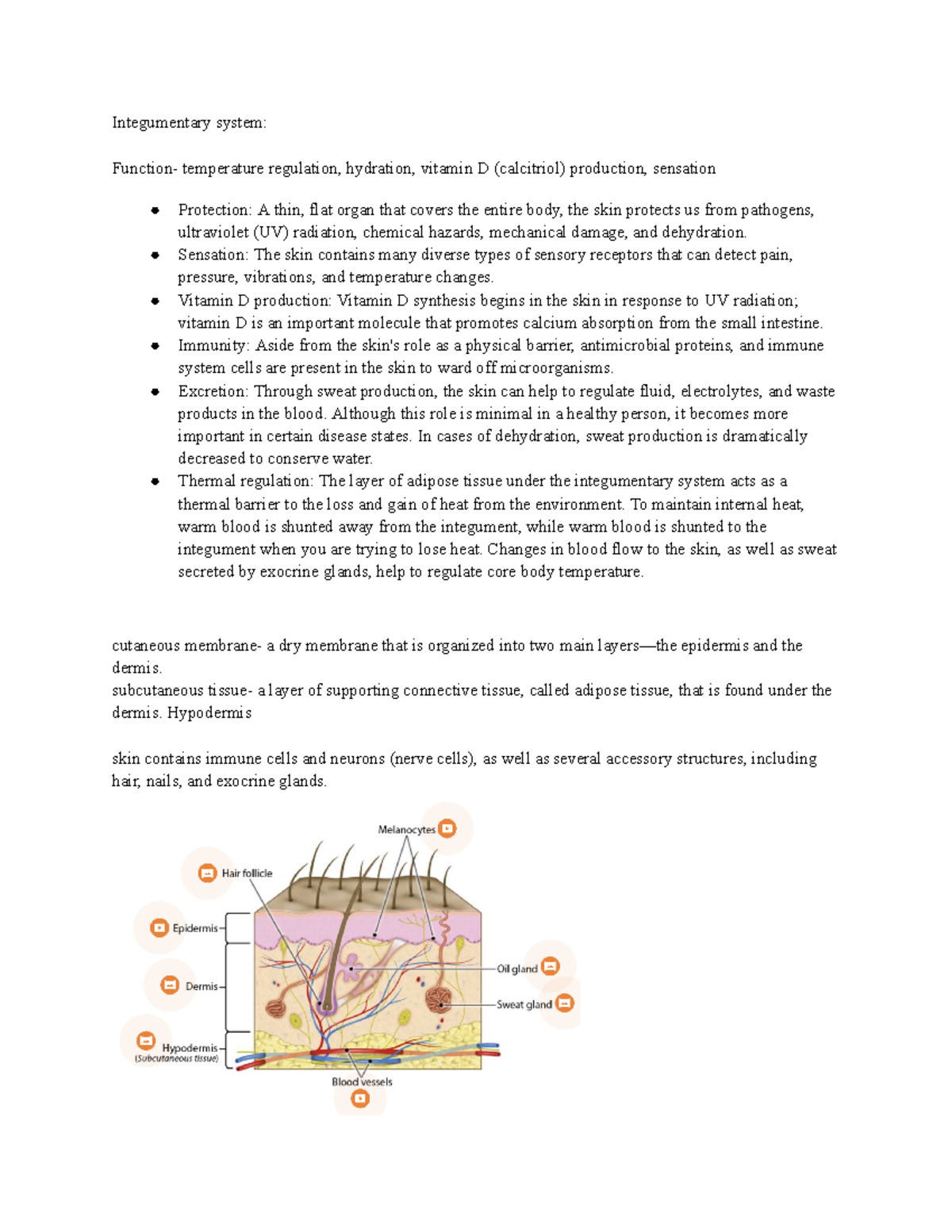 Integumentary System Functions and Structure - Studocu