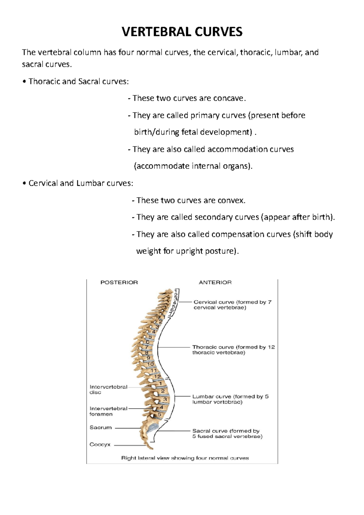 Vertebral curves - VERTEBRAL CURVES The vertebral column has four ...