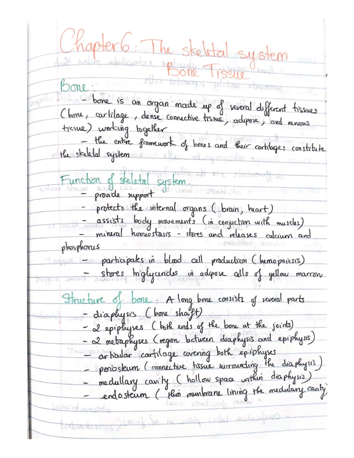 Chapter 6: The skeletal system and Bone Tissues - BIOL 251 - Studocu