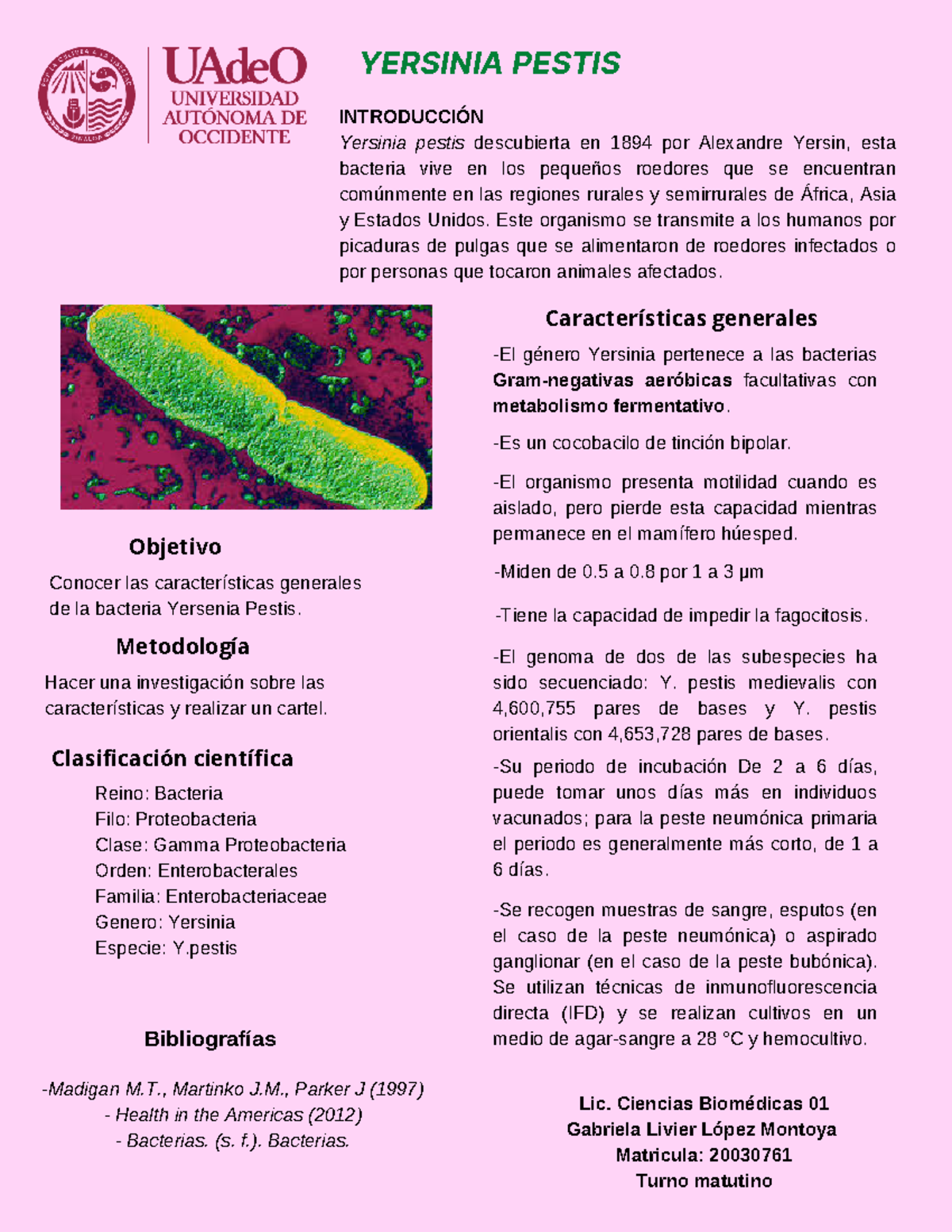 Yersenia Pestis - Bacteria - YERSINIA PESTIS INTRODUCCIÓN Yersinia ...