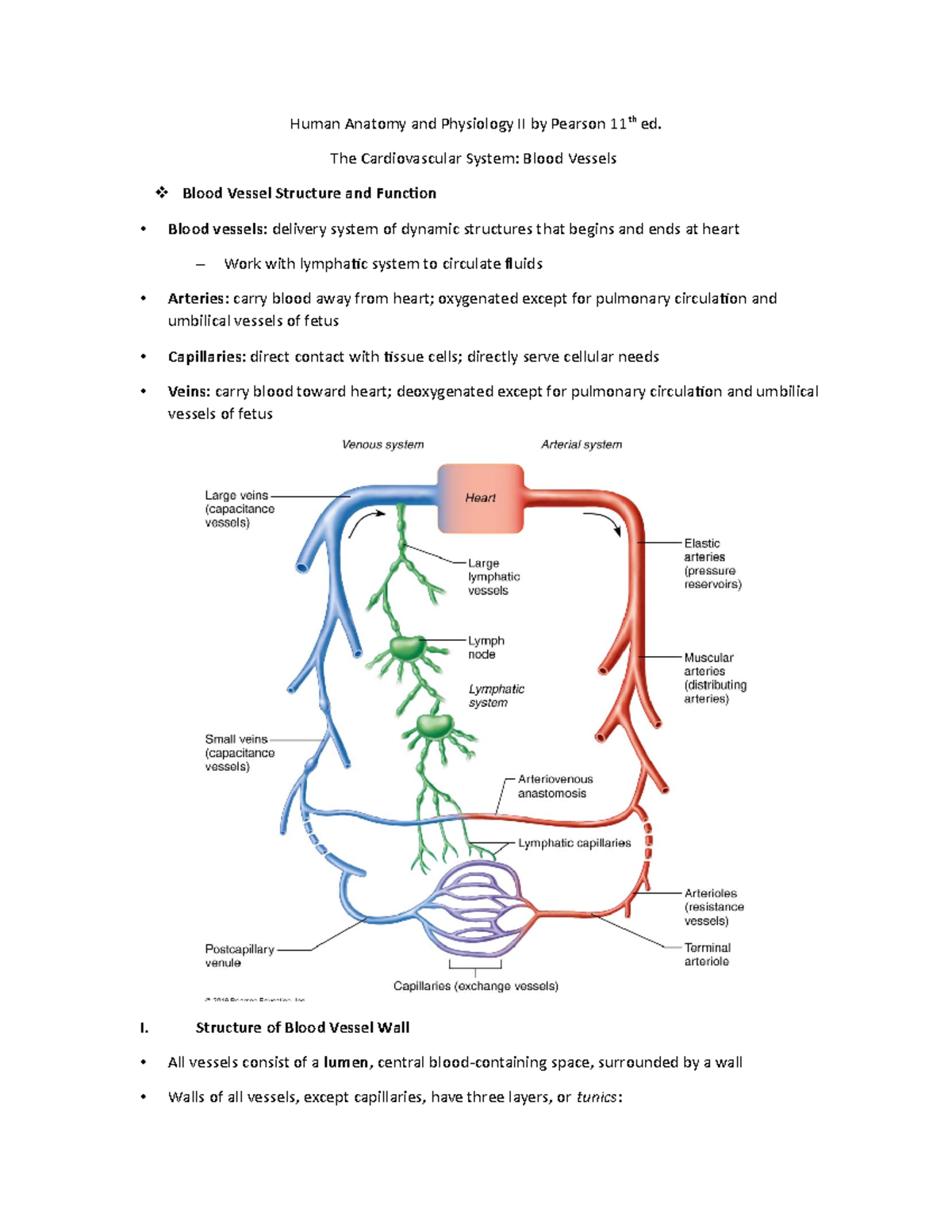 Blood vessel Reviewer - Human Anatomy and Physiology II by Pearson 11th ...