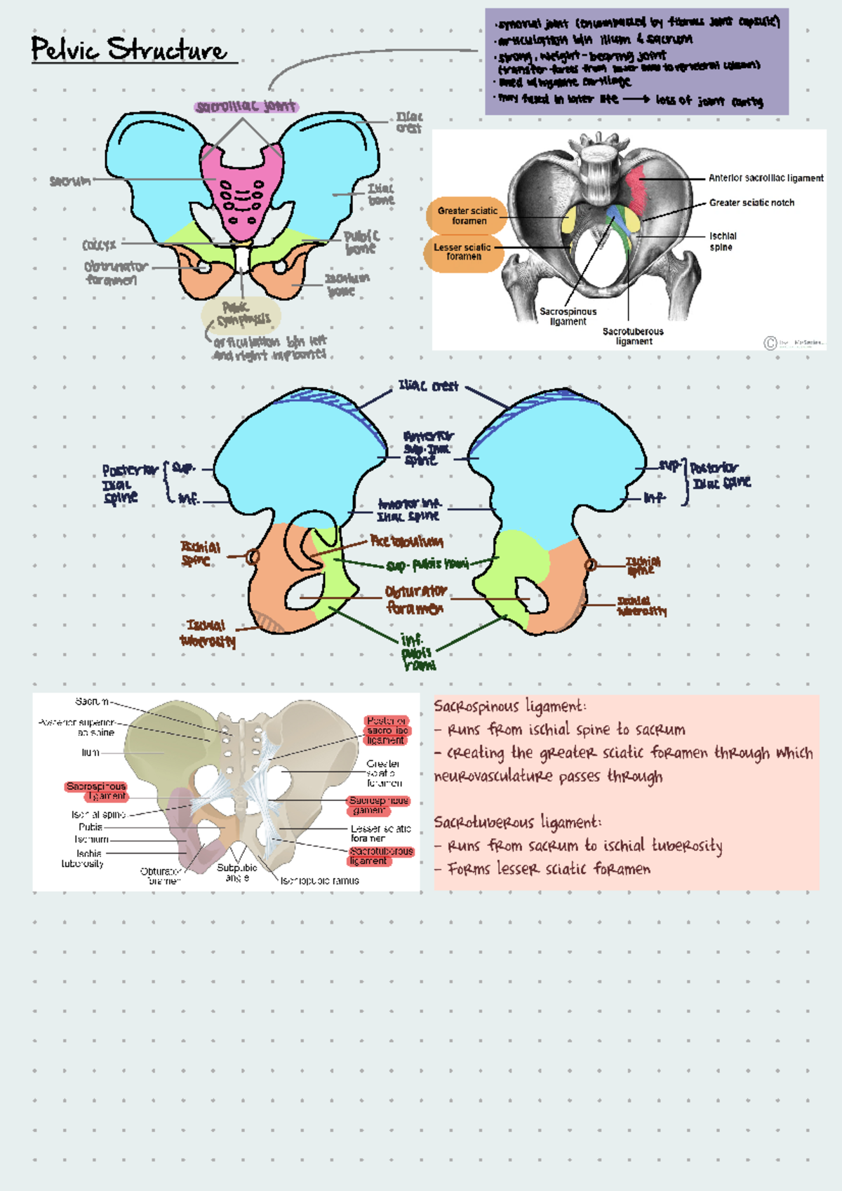 Pelvis - synovial joint (encompassed fibrous joint capsule) Pelvic ...