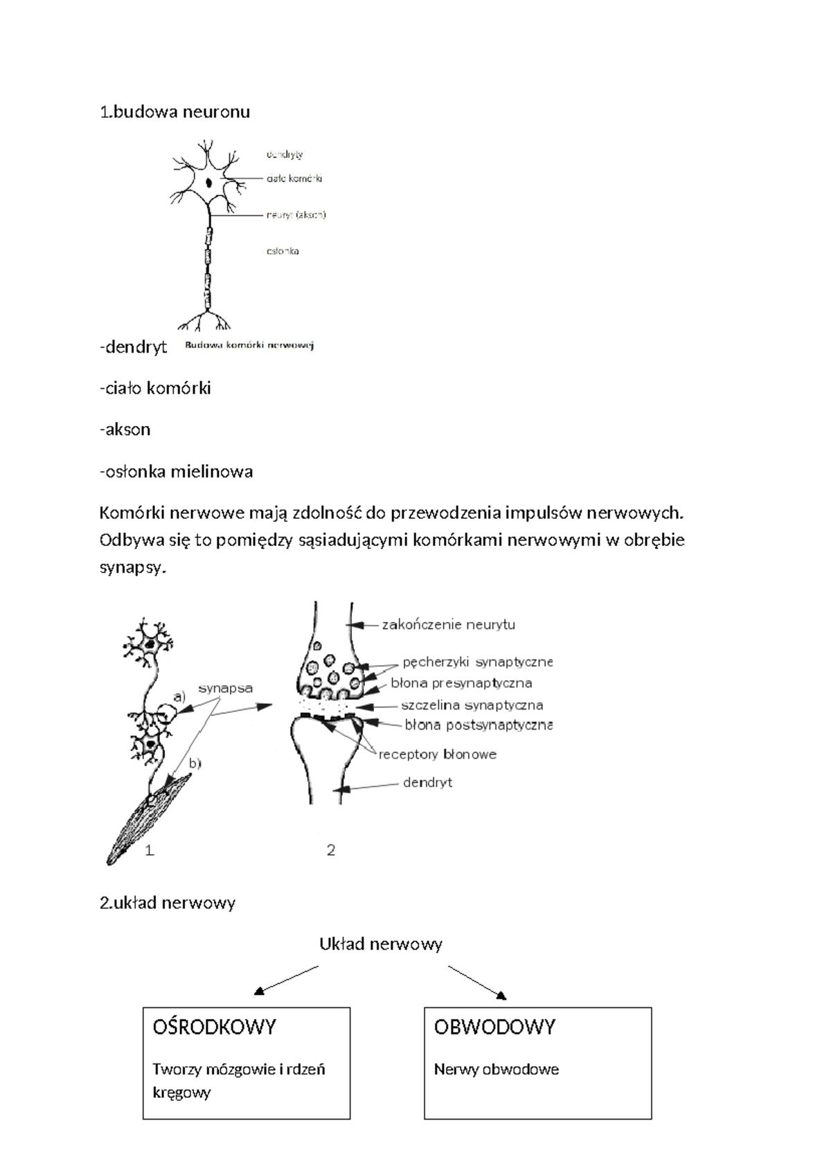 Biologia - 1 neuronu -dendryt -ciało komórki -akson -osłonka mielinowa ...