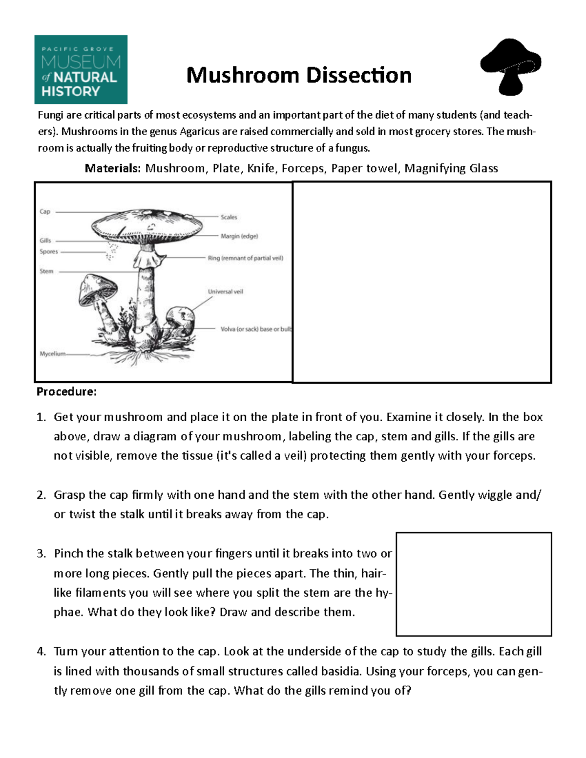 Dissection-mushroom - Lab - Mushroom Dissection Materials: Mushroom ...