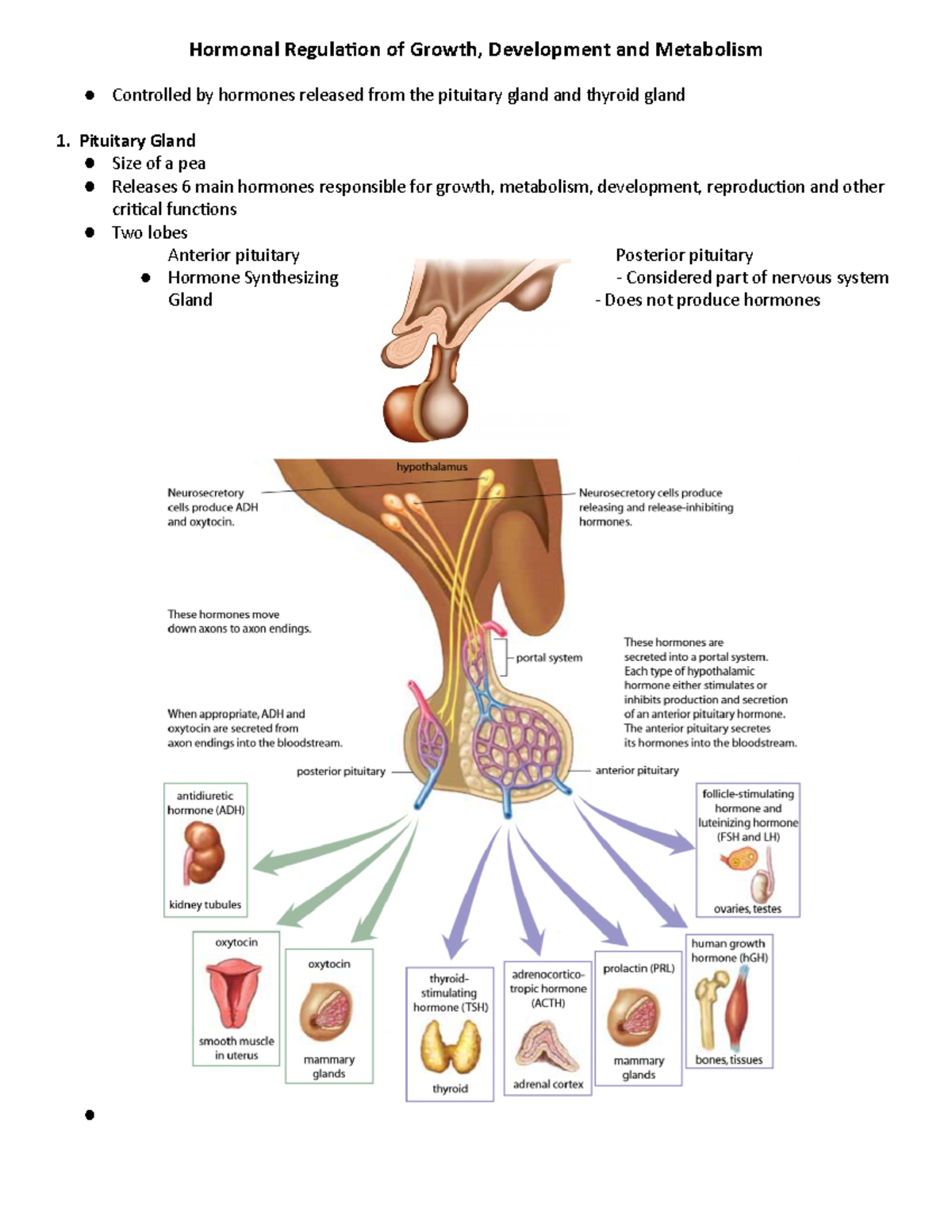 Hormonal Regulation of Growth, Development - Pituitary Gland Size of a ...