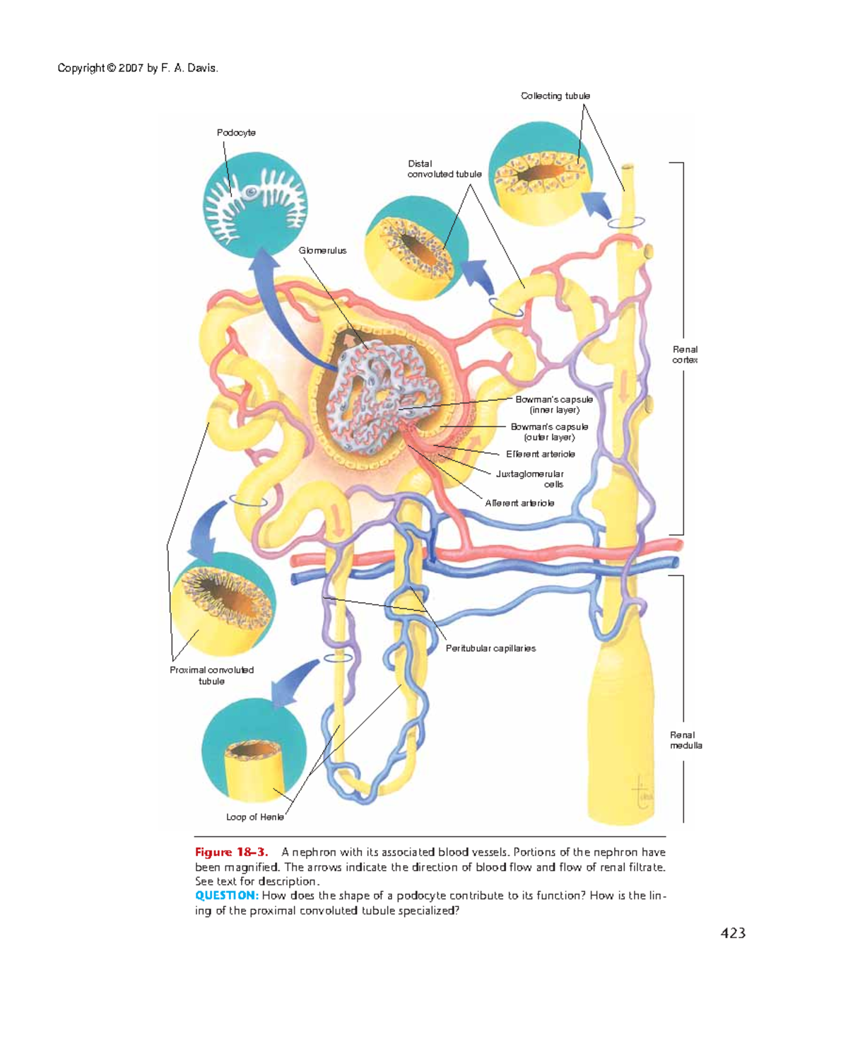 Anatomy and Physiology (45) - 423 Bowman's capsule (inner layer) Bowman ...