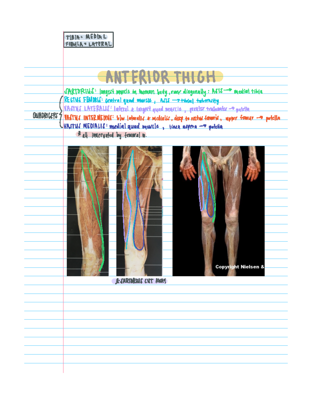 Cadaver Final - muscles and vasculature of the lower extremity, neck ...