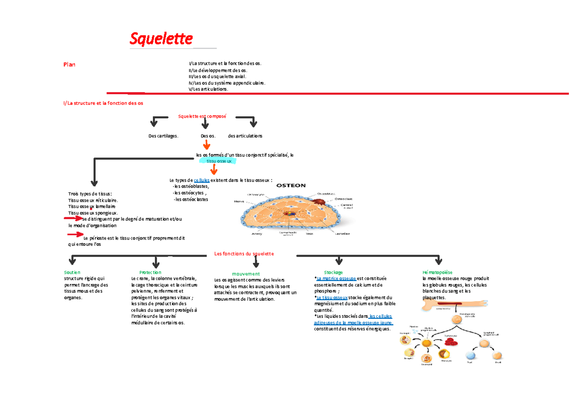 Squelette cours - j espère qu' il est utile - Squelette Plan I/La ...