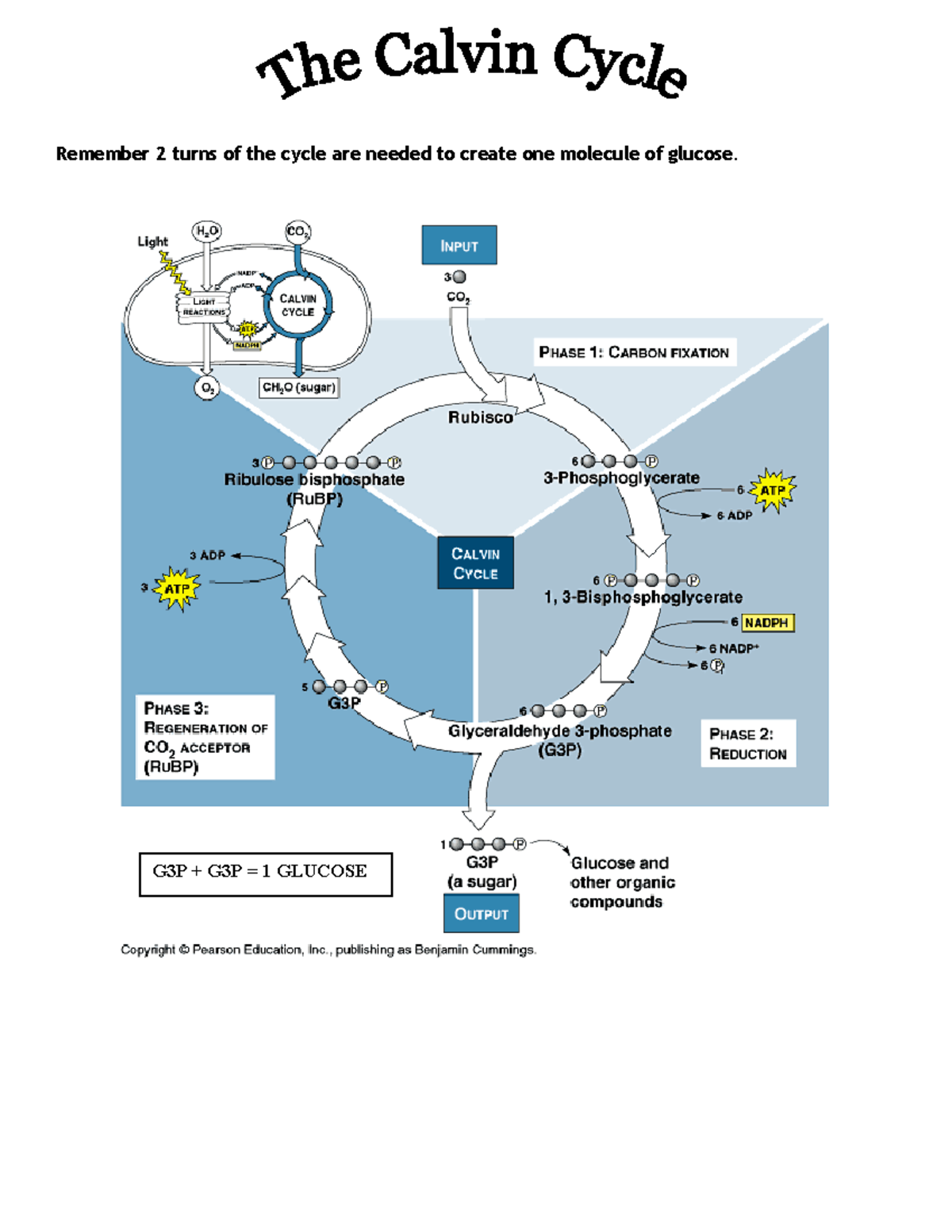 Calvin Cycle notes - Remember 2 turns of the cycle are needed to create ...