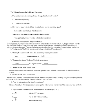 BIO 232 Urinary System Glomerular Filtration Worksheet - The Urinary ...