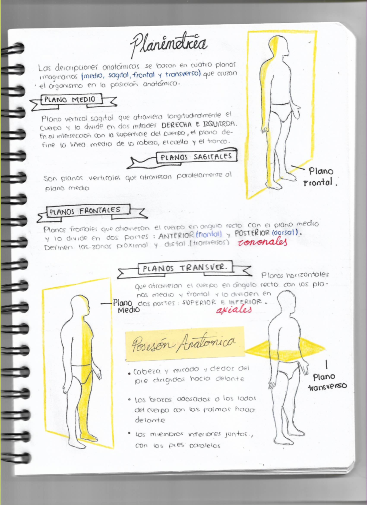 Notas - tambien dificil - Anatomía - Studocu