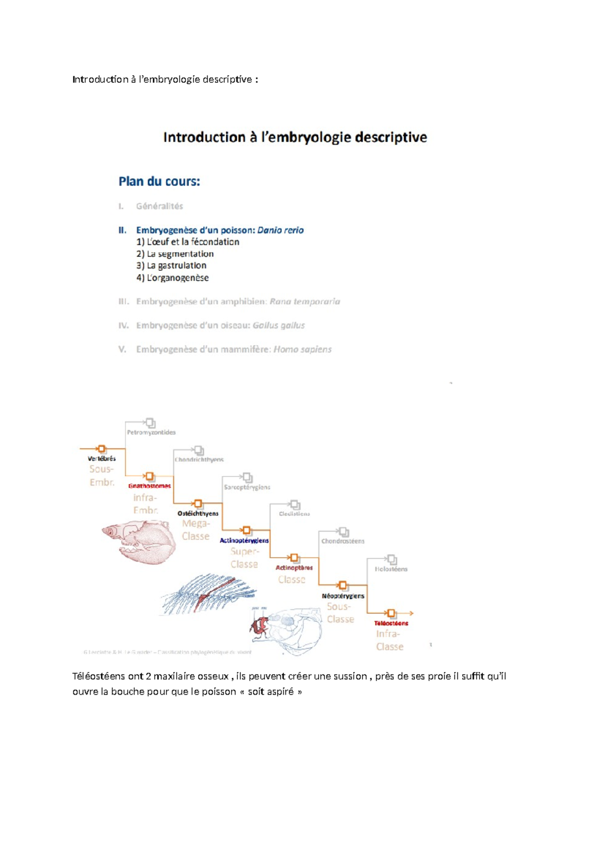 BPA1 Embryo Embryo - Cours magistraux - Introduction à l’embryologie ...