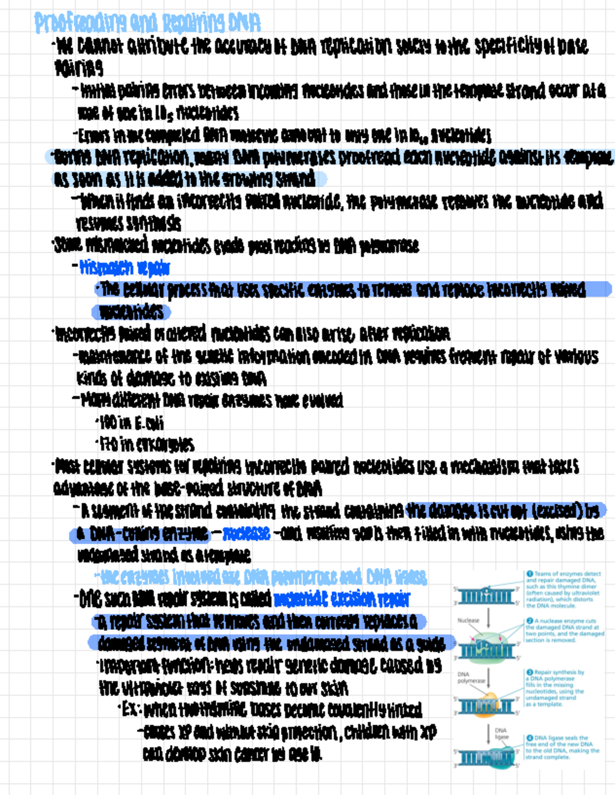 BIO 13 - Proofreading and Repairing DNA - proofreading and Repairing ...
