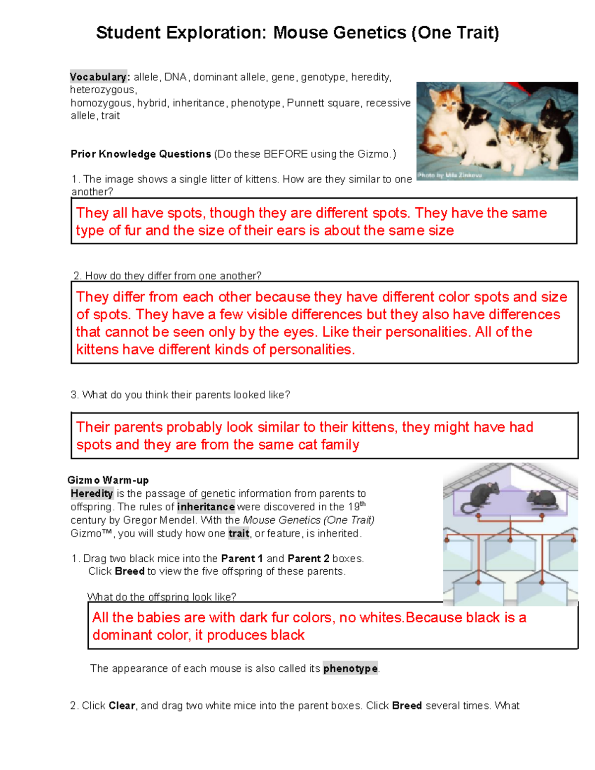 Mouse Genetics SE answer key - Student Exploration: Mouse Genetics (One Trait) Vocabulary ...