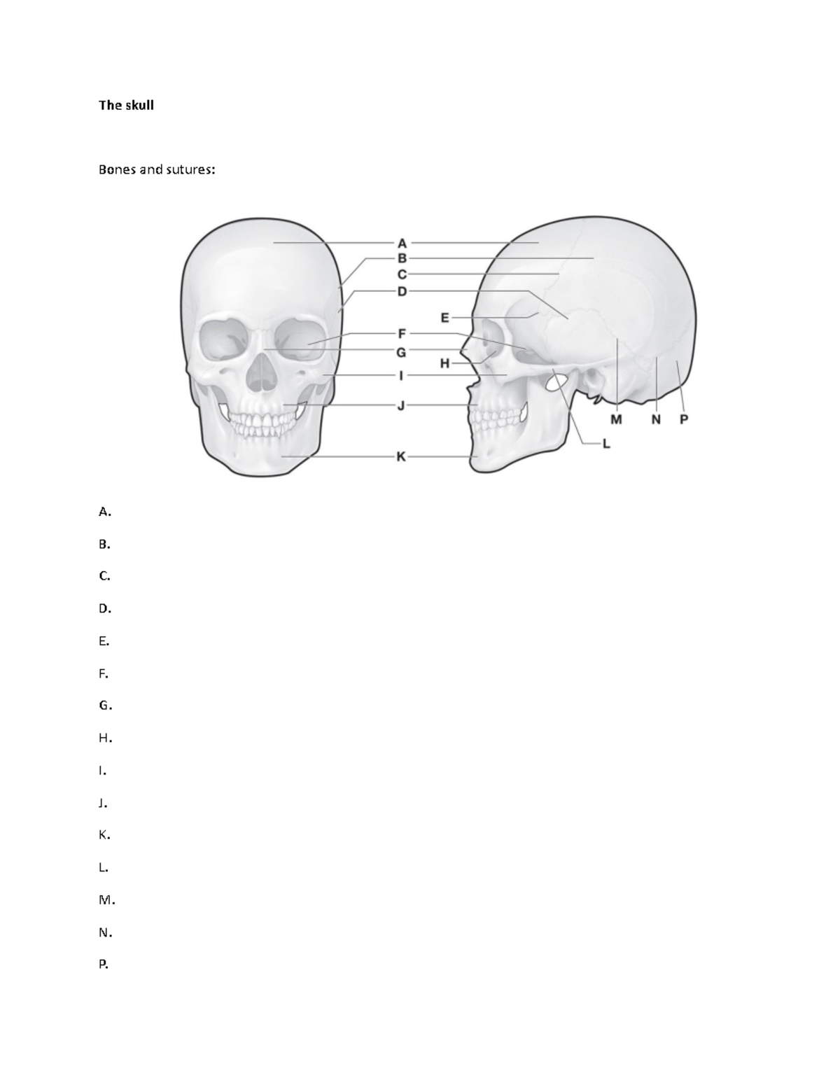 All anatomy lecture worksheet diagrams - The skull Bones and sutures: A ...