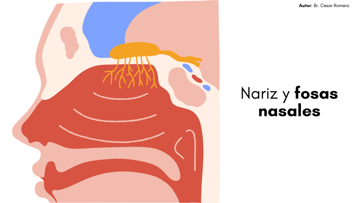 Sistema respiratorio nariz y fosas nasales - Anatomia general - Nariz y ...