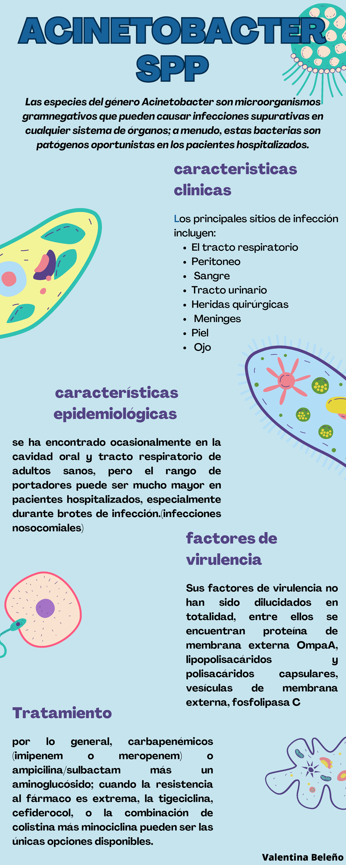 Infografía Acinobacter - ACINETOBACTER SPP ACINETOBACTER SPP ...
