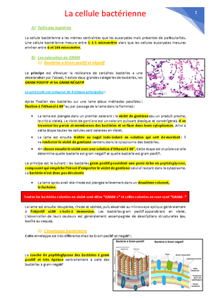 Description macro des bactéries - 1 TP n°3 : Observation macroscopique ...