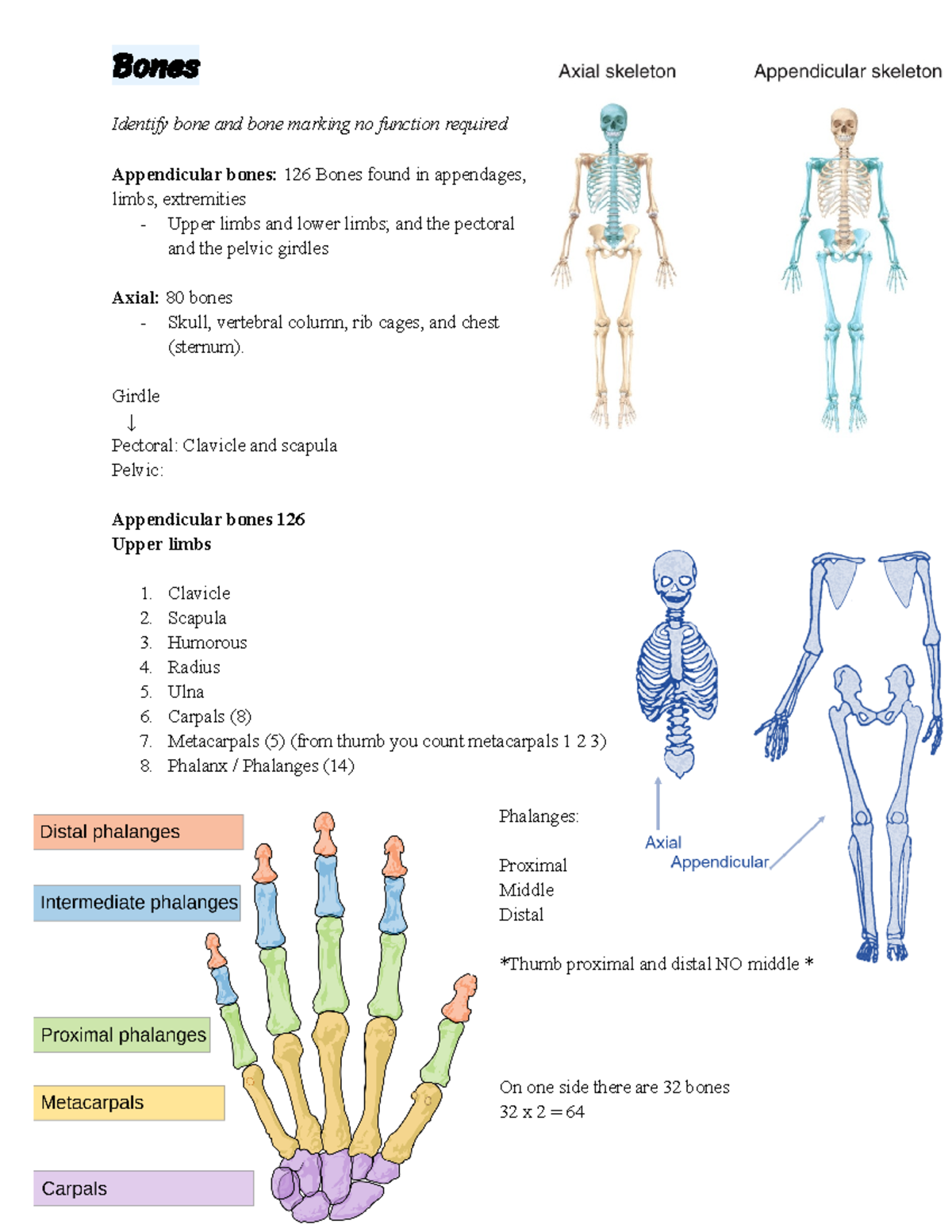 Bio Lab Bones - Bon Identify bone and bone marking no function required ...