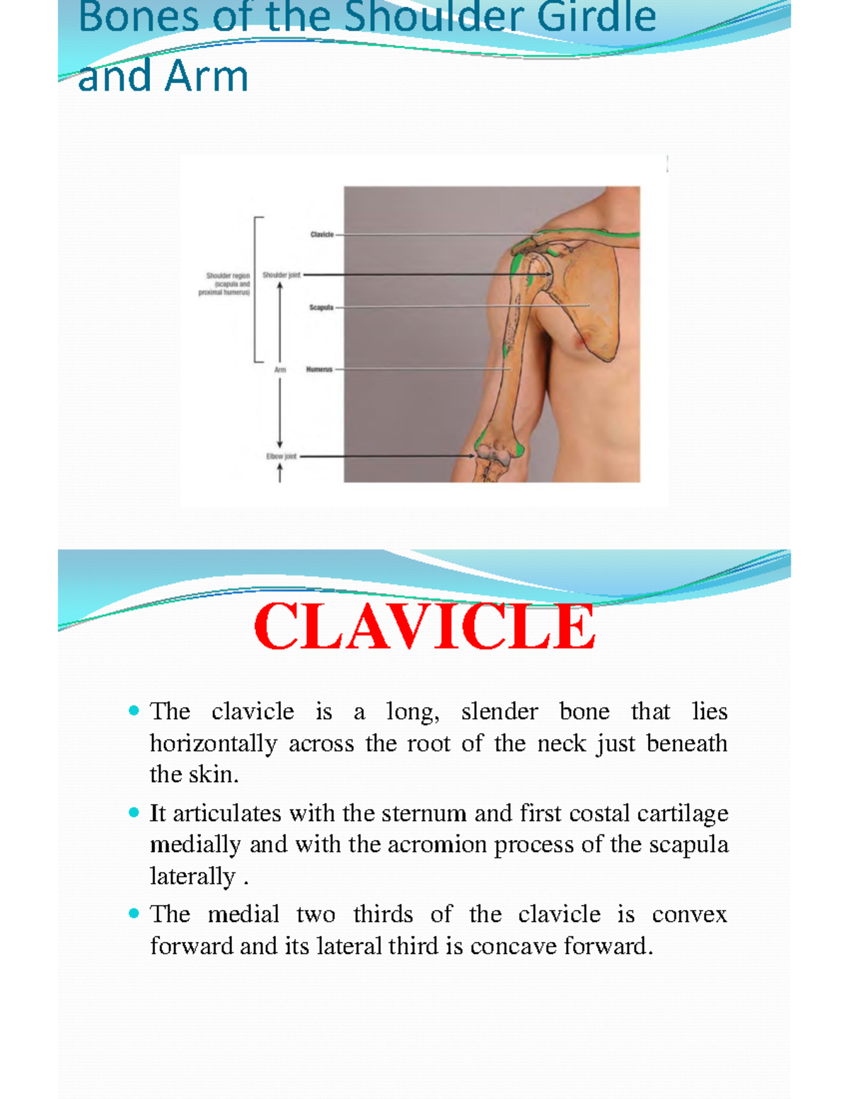 Bones of the Shoulder Girdle and Arm - Bones of the Shoulder Girdle and ...