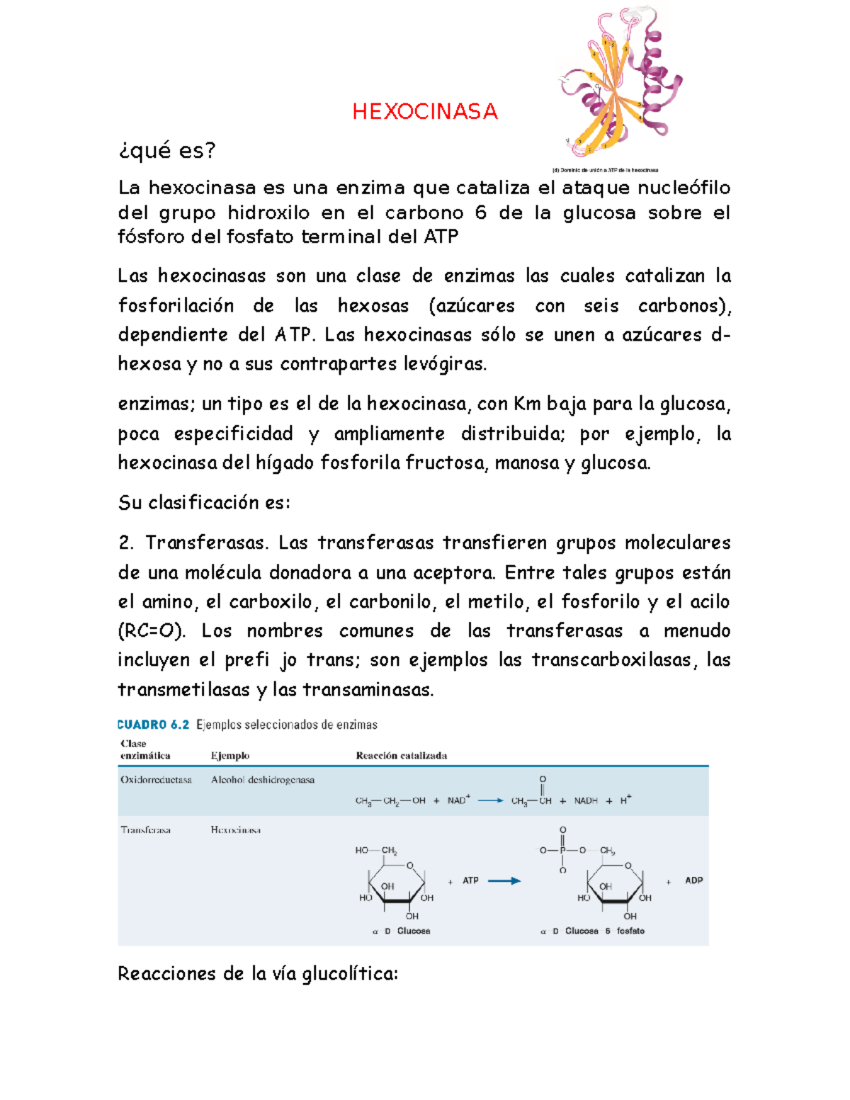 Hexocinasa - Bio - HEXOCINASA ¿qué es? La hexocinasa es una enzima que ...