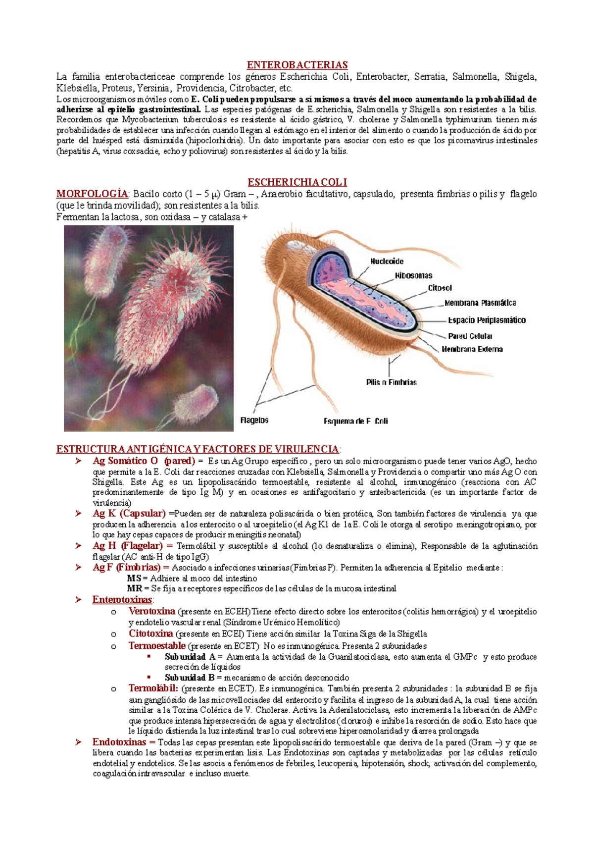 E Coli y otras Enterobacterias - ENTEROBACTERIAS La familia ...