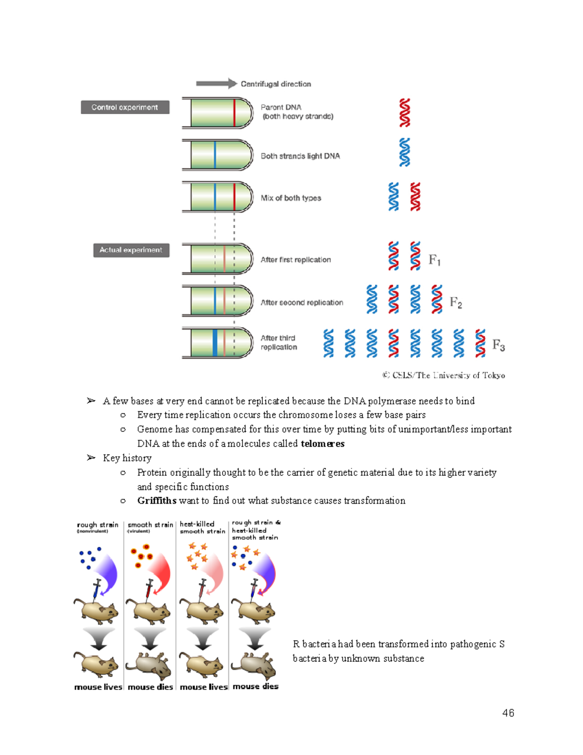 Mol Bio Review-46-50 - Mol Bio Review-46-50 - A few bases at very end ...