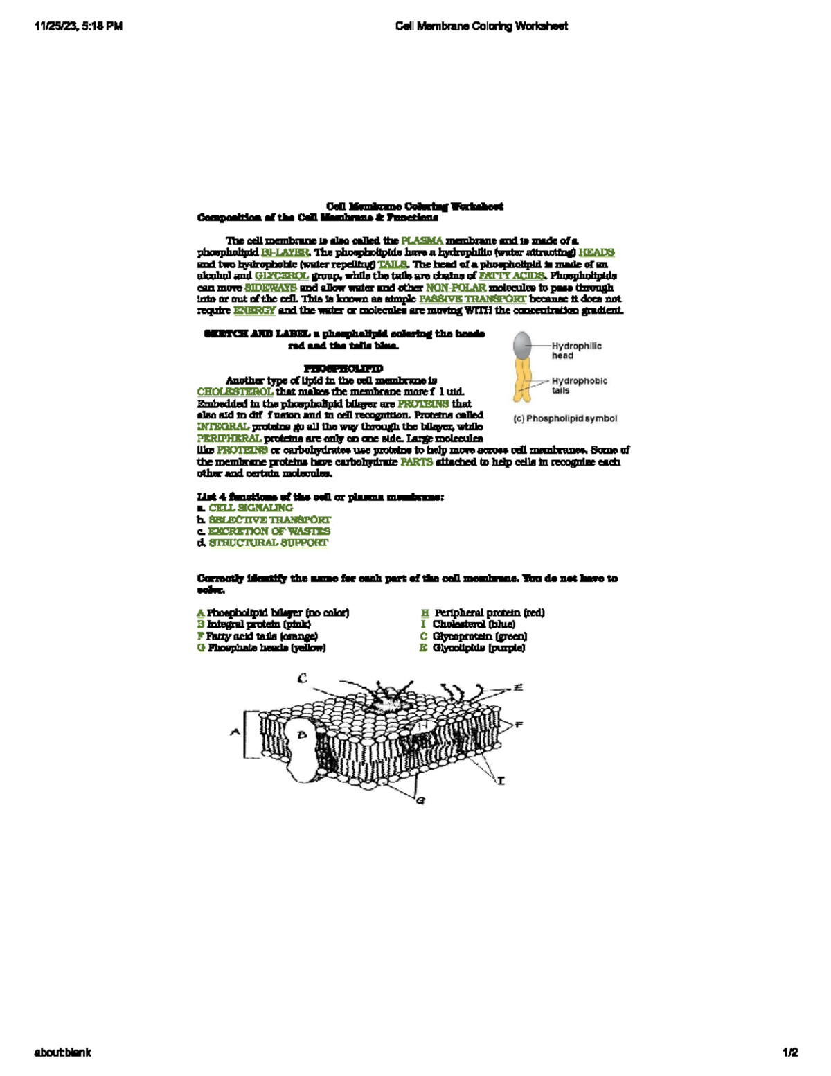 Cell Membrane Coloring Worksheet - BP 723 - Studocu