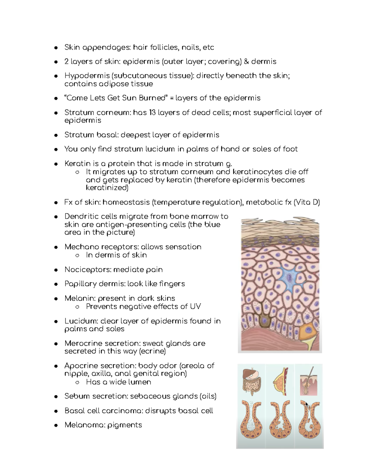 BIOL319 - Lab 4 - Integrated Human Anatomy and Physiology I with Dr ...