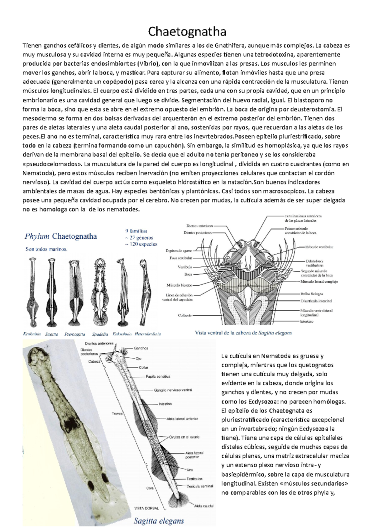 Chaetognatha Phylum - Chaetognatha Tienen ganchos cefálicos y dientes ...