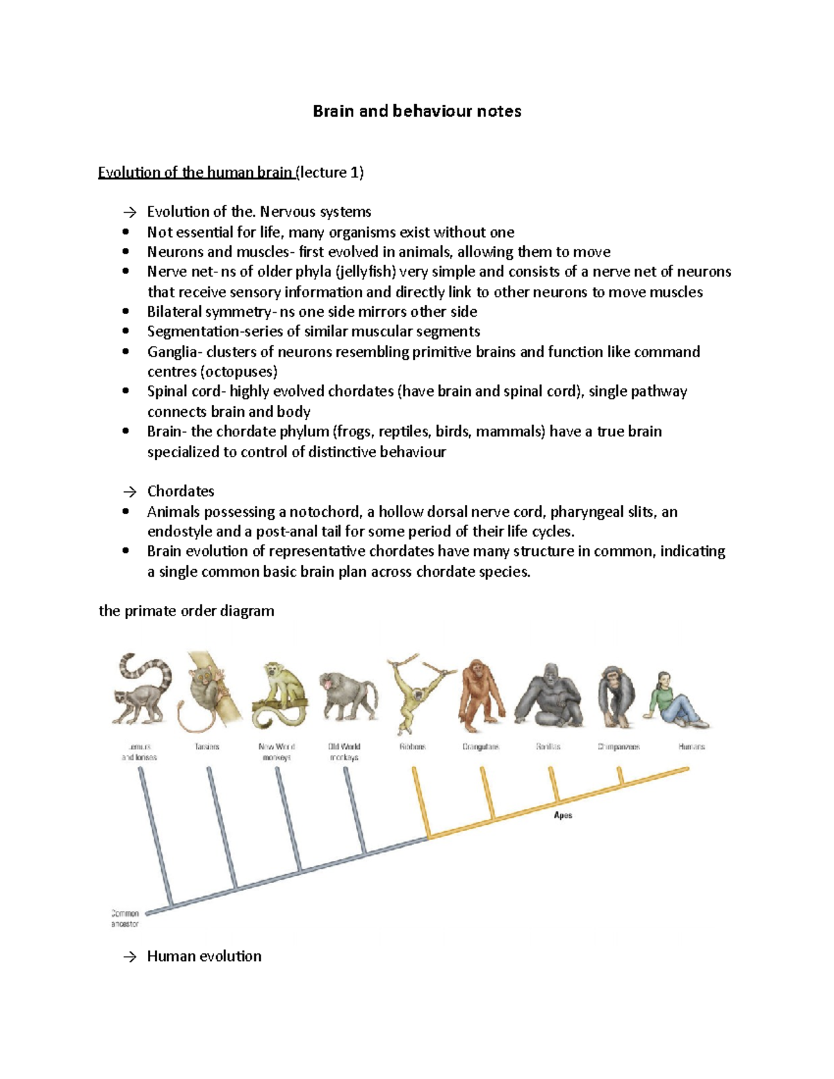 Brain and behaviour notes - Brain and behaviour notes Evolution of the ...