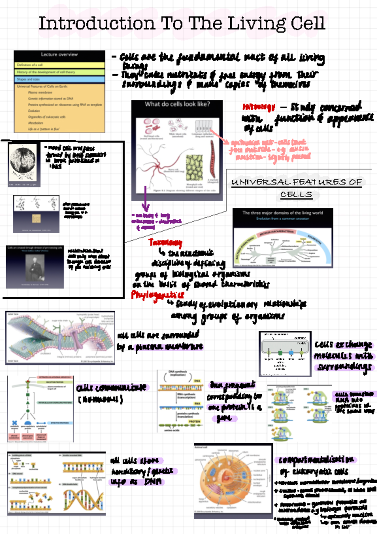 1. Introduction To The Living Cells Lecture 1 - Introduction To The ...