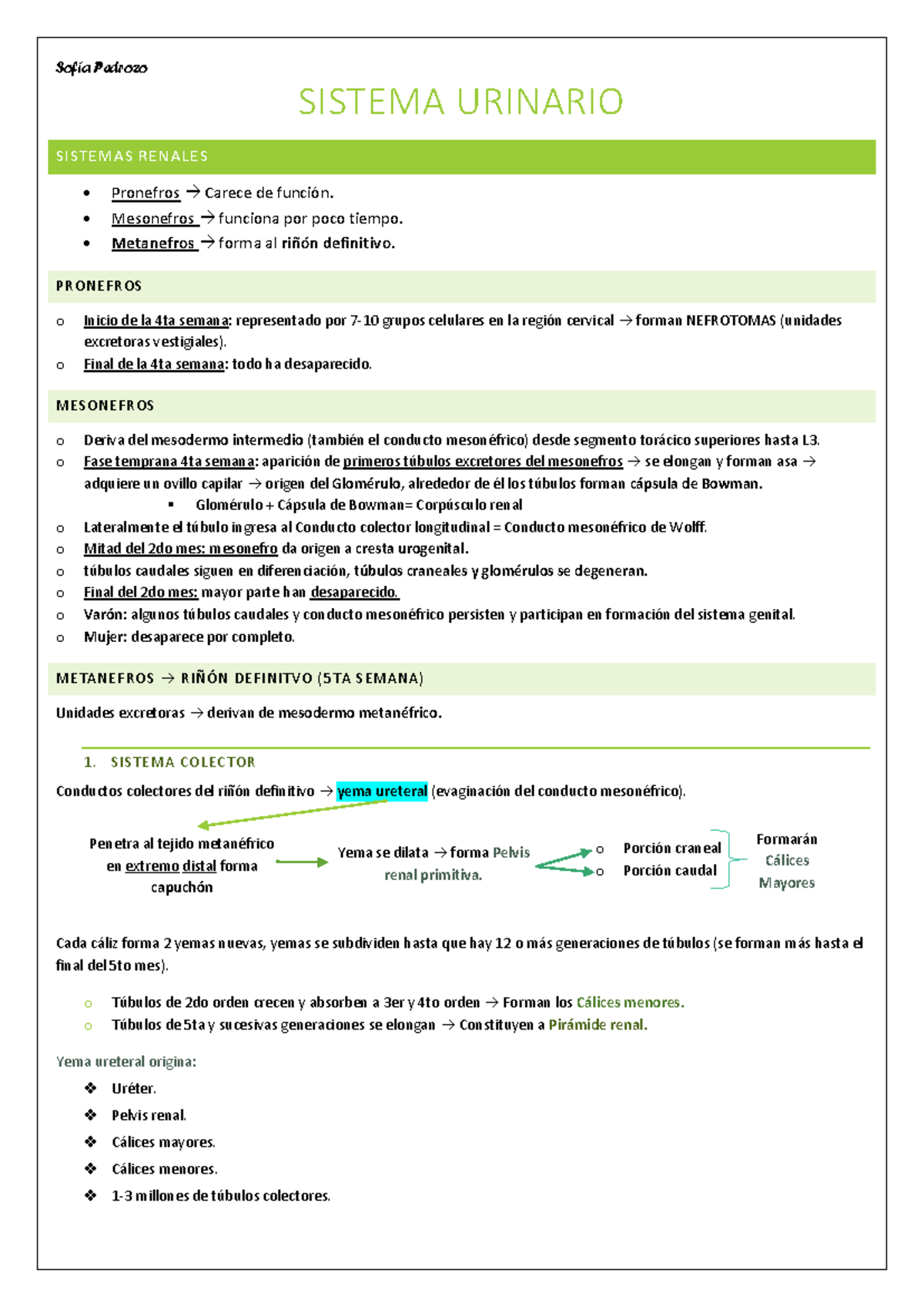 Sistema Urinario embrio - Sofía Pedrozo SISTEMA URINARIO SISTEMAS ...