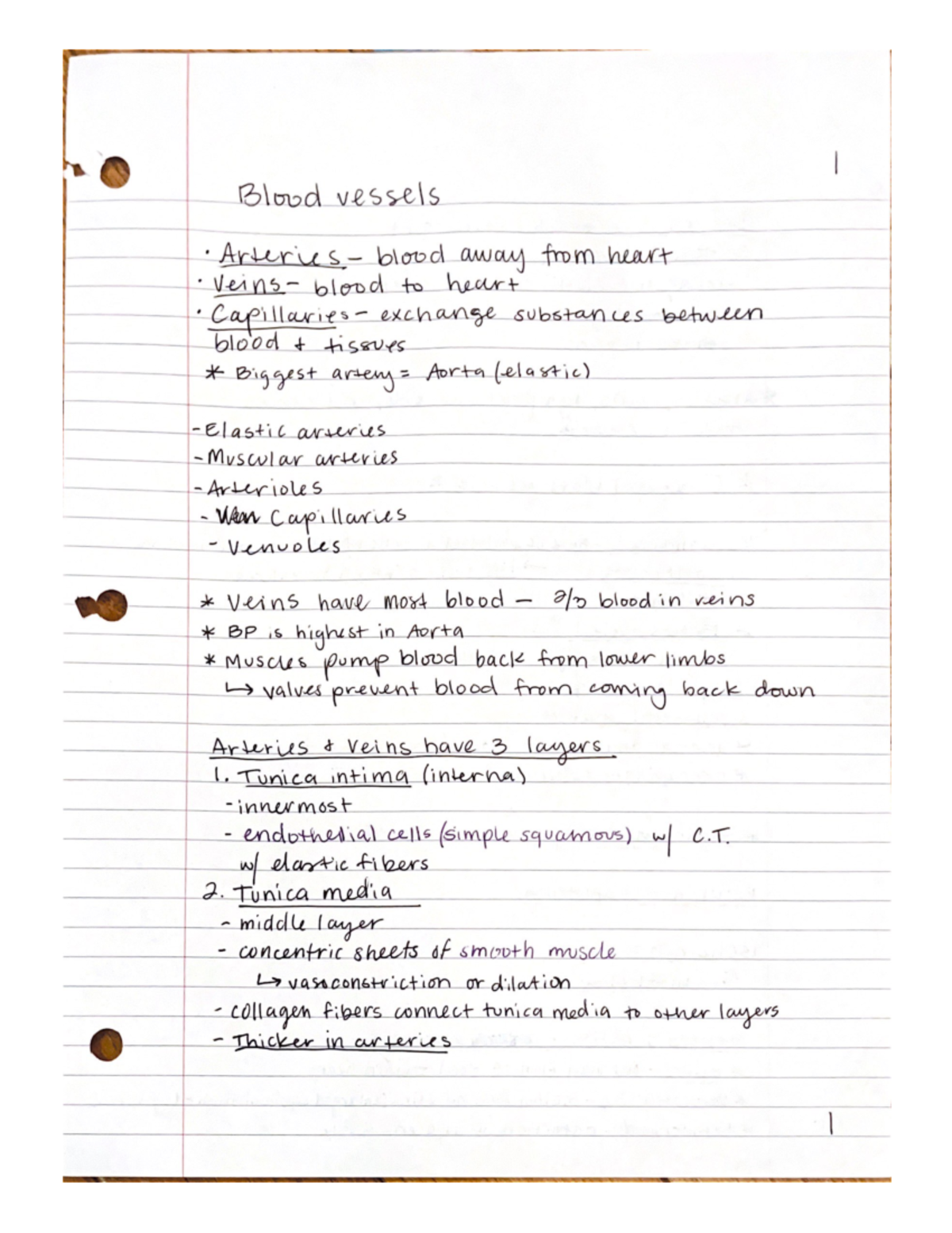 Cardio Notes: Blood Vessels - BIO 142 - Studocu