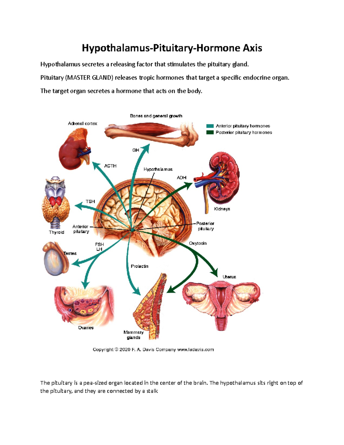 Endocrine and Glucose Study Guide - Hypothalamus-Pituitary-Hormone Axis ...