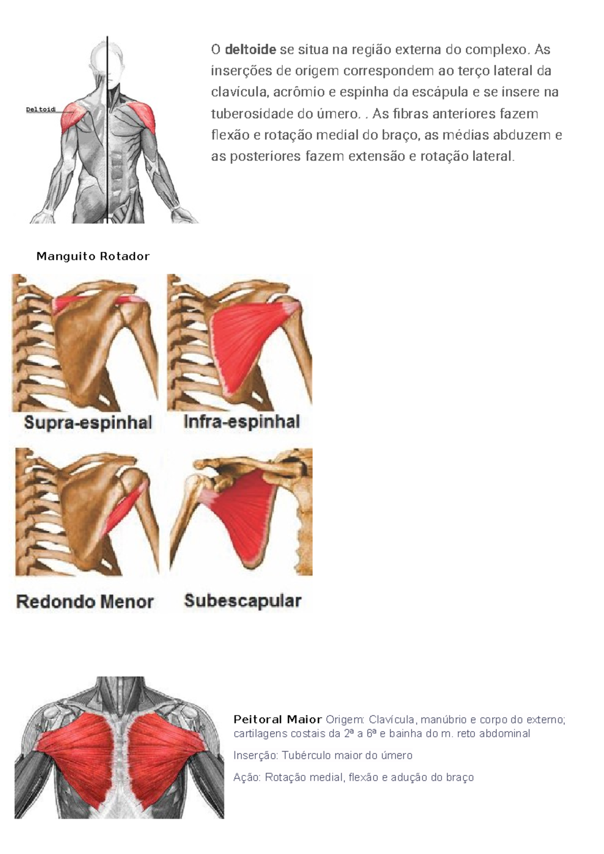 Musculos - O deltoide se situa na região externa do complexo. As ...
