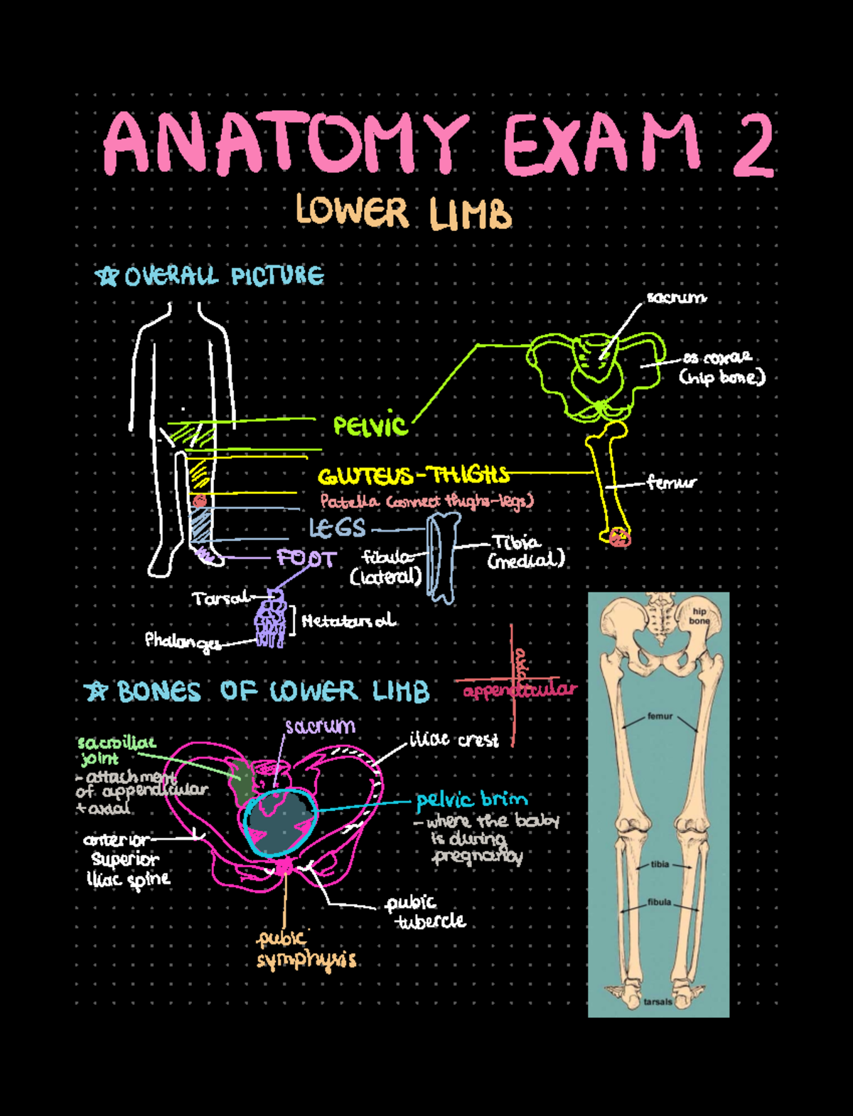 Anatomy lower limb sum - 2300 - Studocu