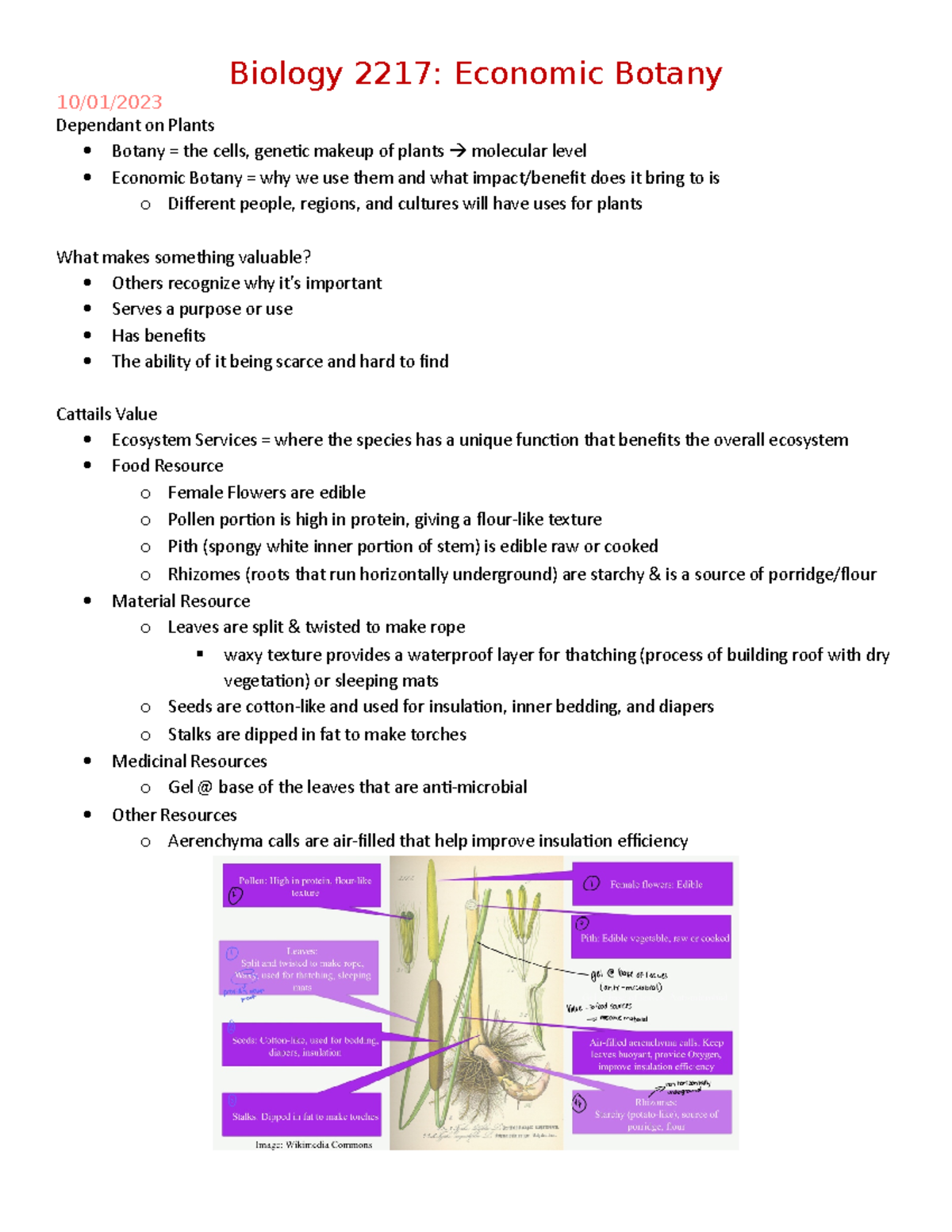 Botany LECTURE FOLLOW UP - 10/01/ Dependant on Plants Botany = the ...