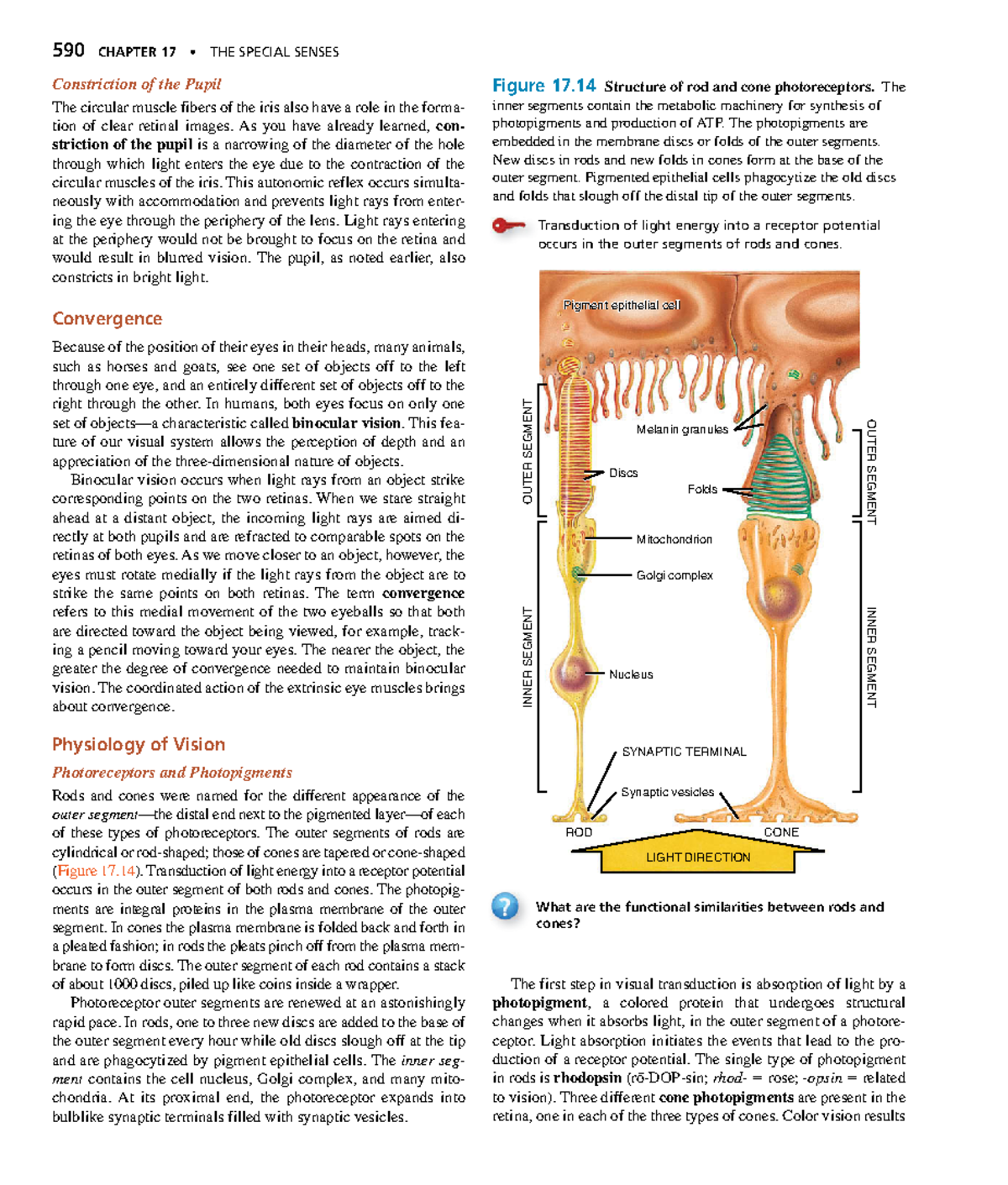 Anatomyand Physiology-208 - 590 CHAPTER 17 • THE SPECIAL SENSES The ...
