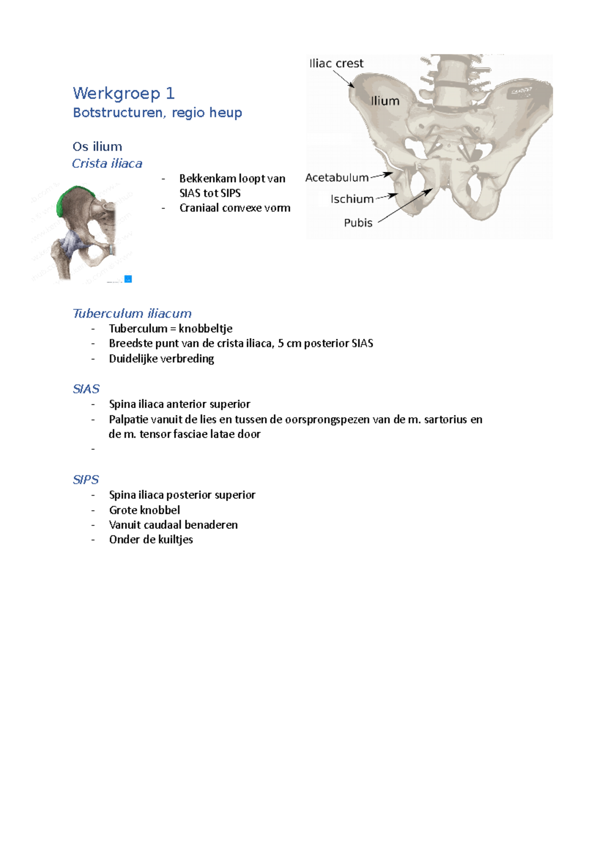 Werkgroep 1 - Werkgroep 1 Botstructuren, regio heup Os ilium Crista ...