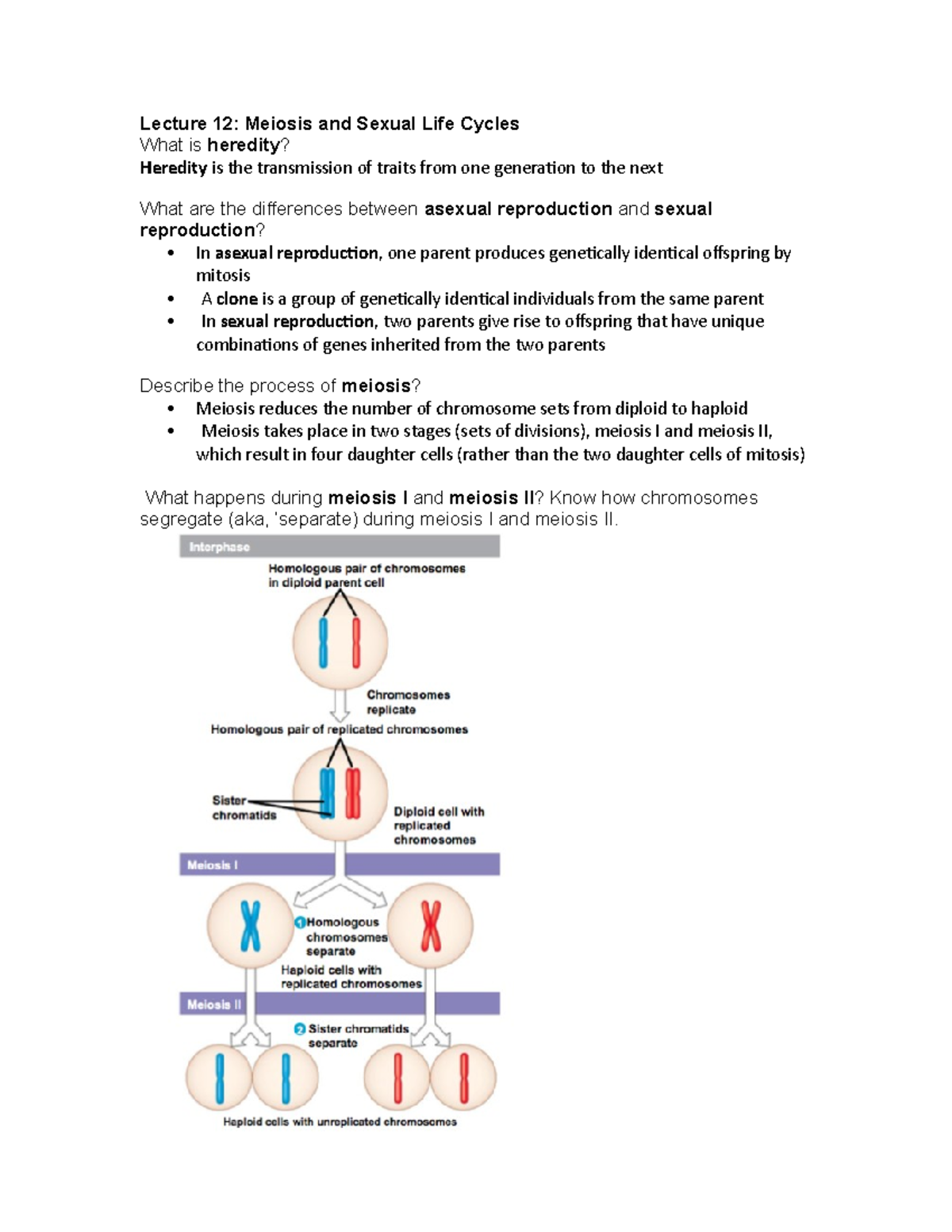 Biology Study Guide 3 - Lecture 12: Meiosis and Sexual Life Cycles What ...