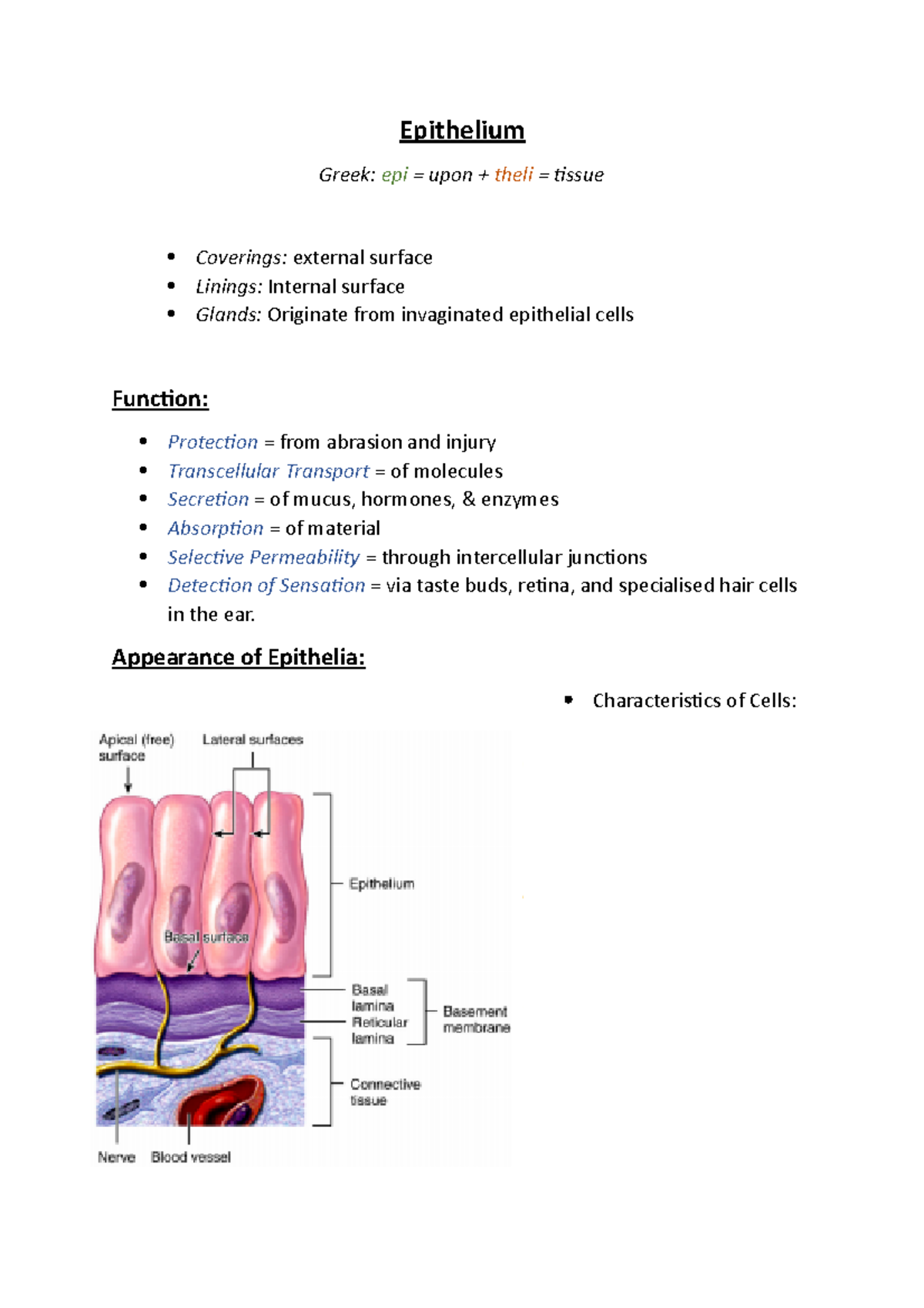 Histology Lecture 1 - Epithelium Greek: epi upon theli tissue Coverings ...