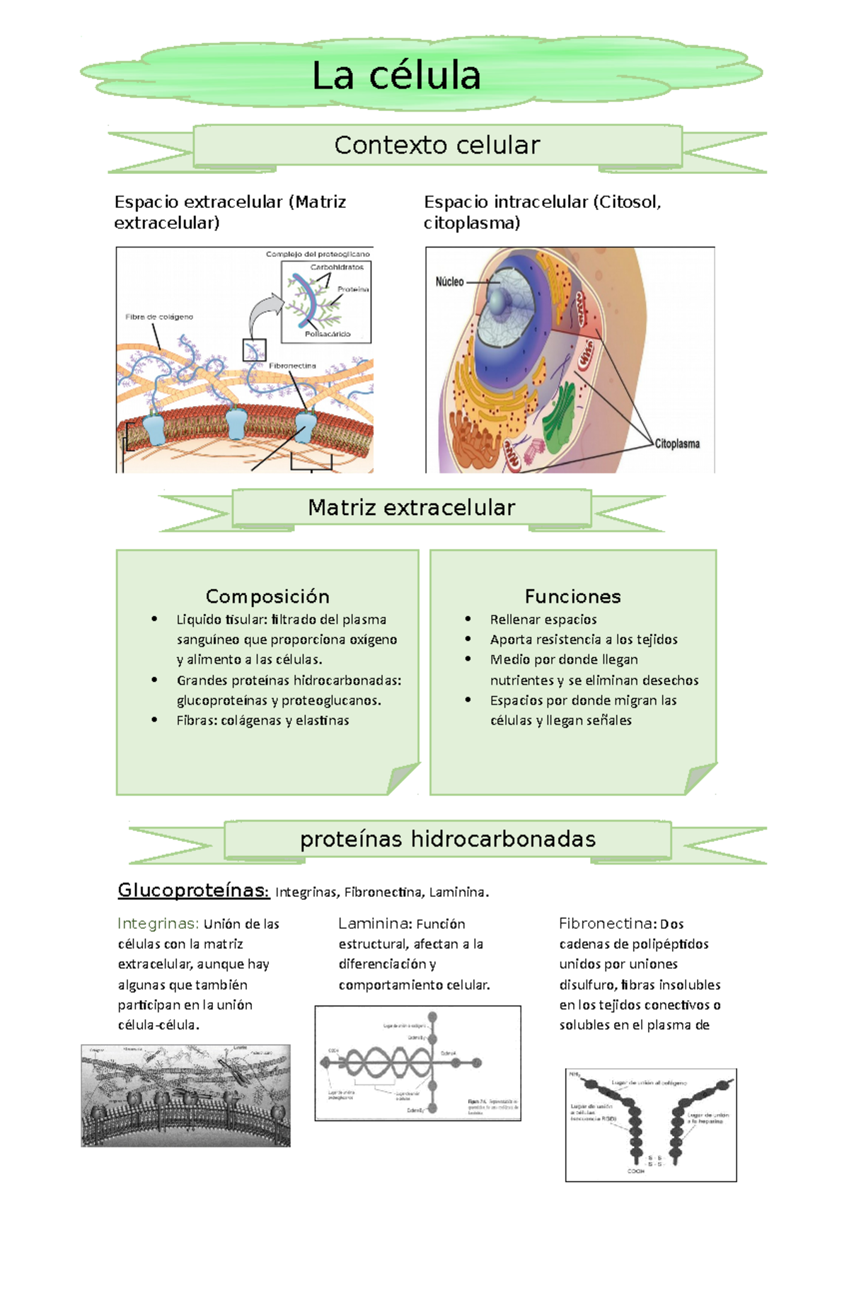 Unidad 3 - Glucoproteínas : Integrinas, Fibronectina, Laminina ...